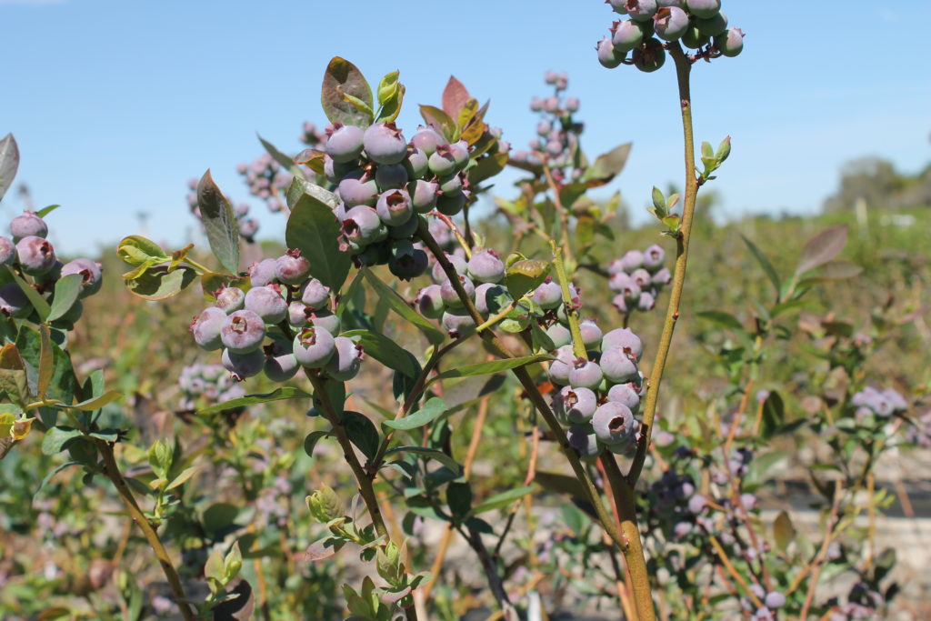 Citrus Root Weevil Invades Florida Blueberries - Specialty Crop Grower
