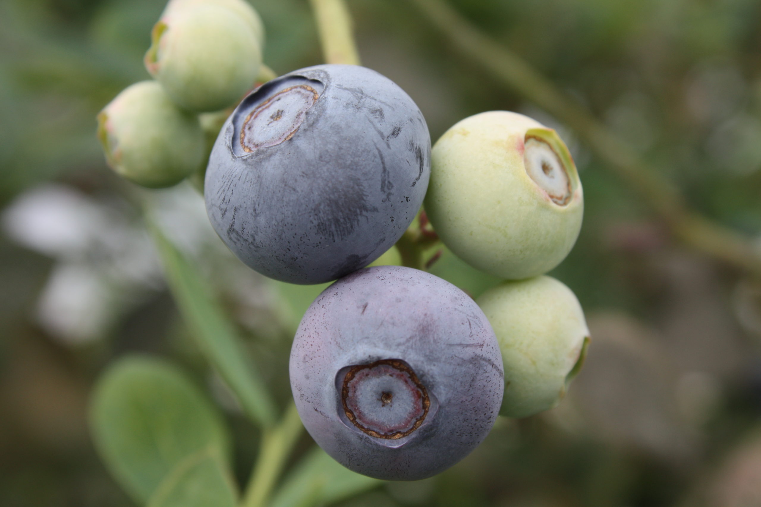 FBGA Annual Meeting Brings Blueberry Industry Together - Specialty Crop ...