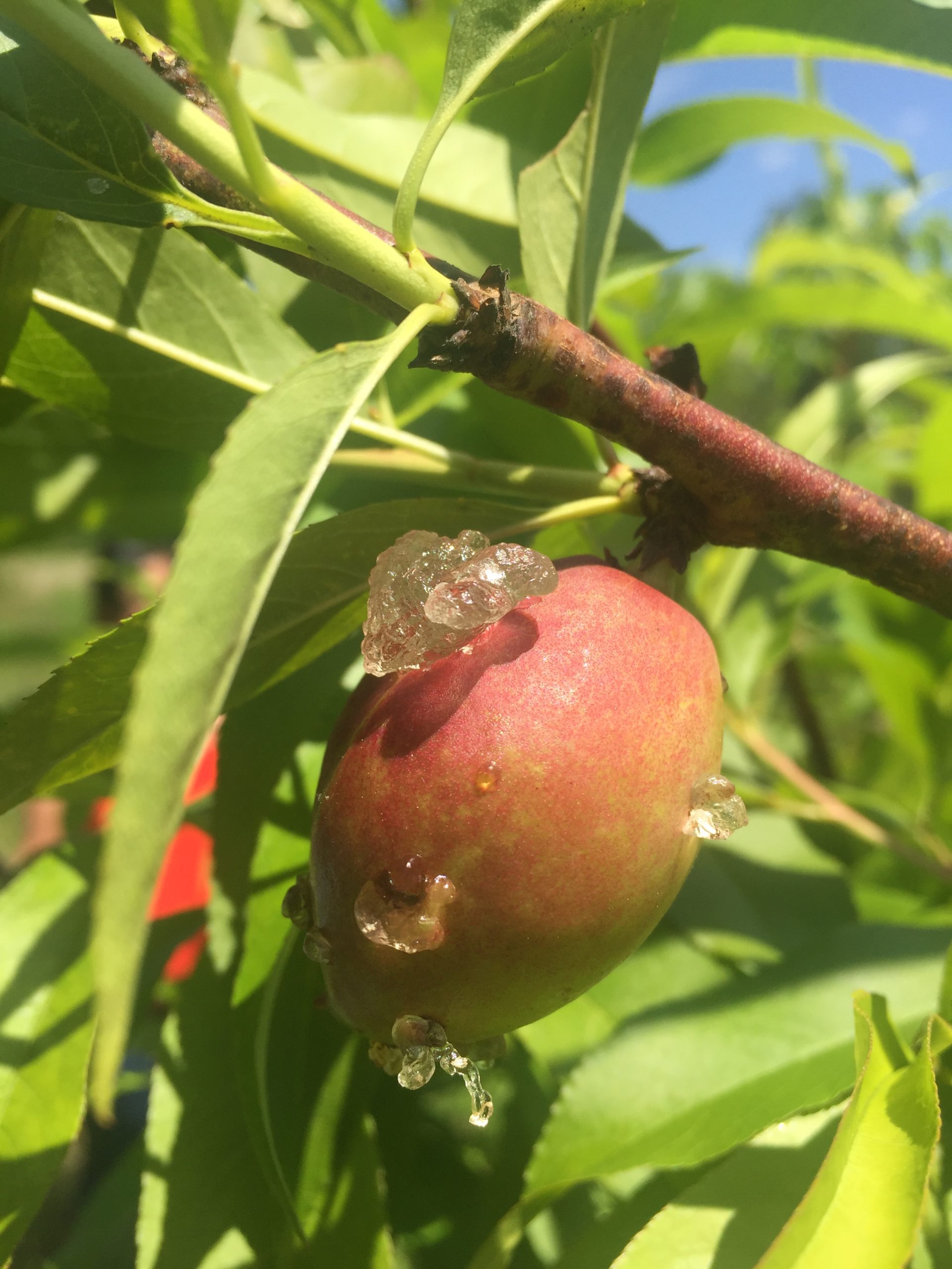 Plum Curculio Management in Peaches - Specialty Crop Grower