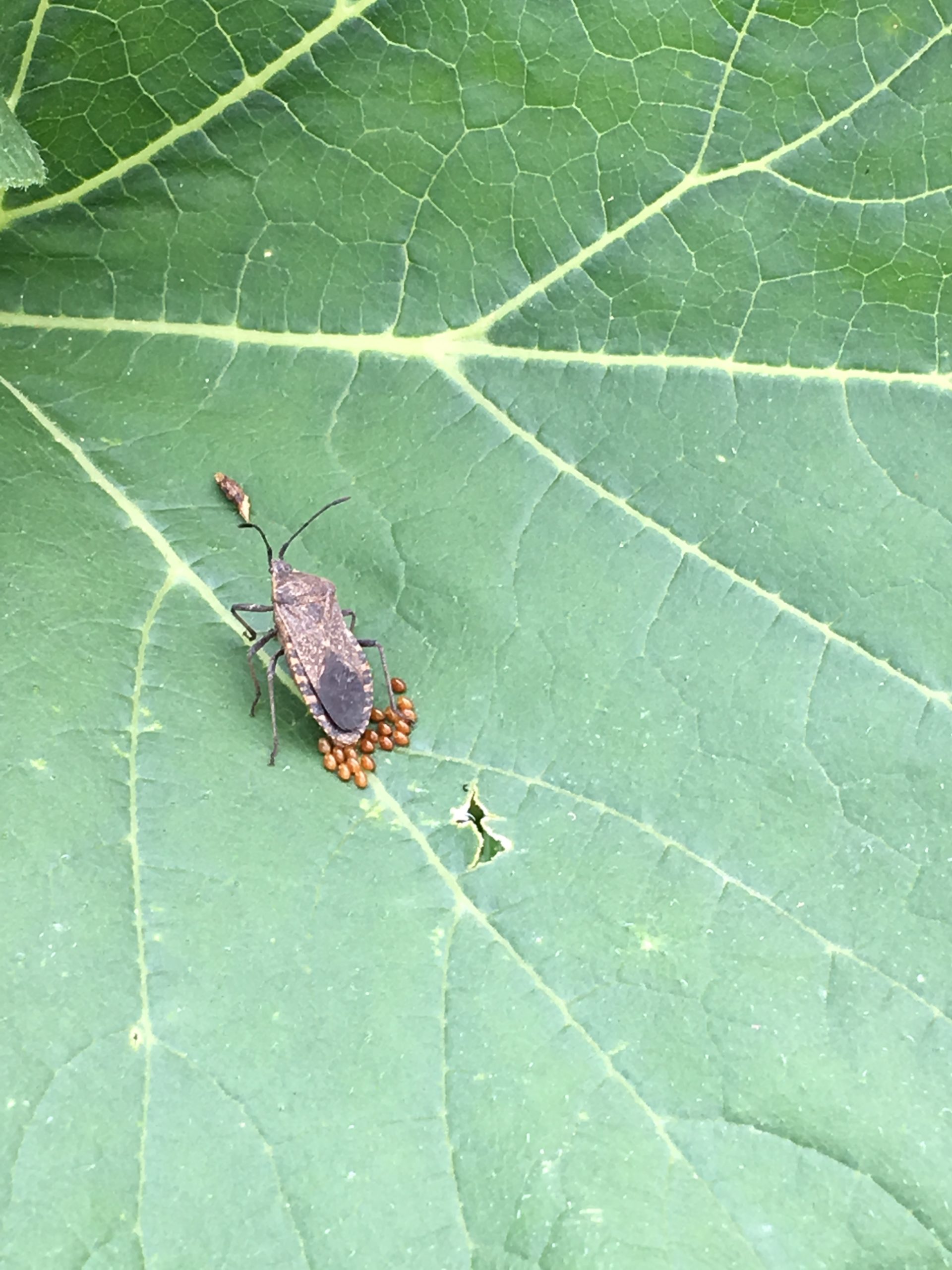 Squish Squash Bugs in Your Production System - Specialty Crop Grower