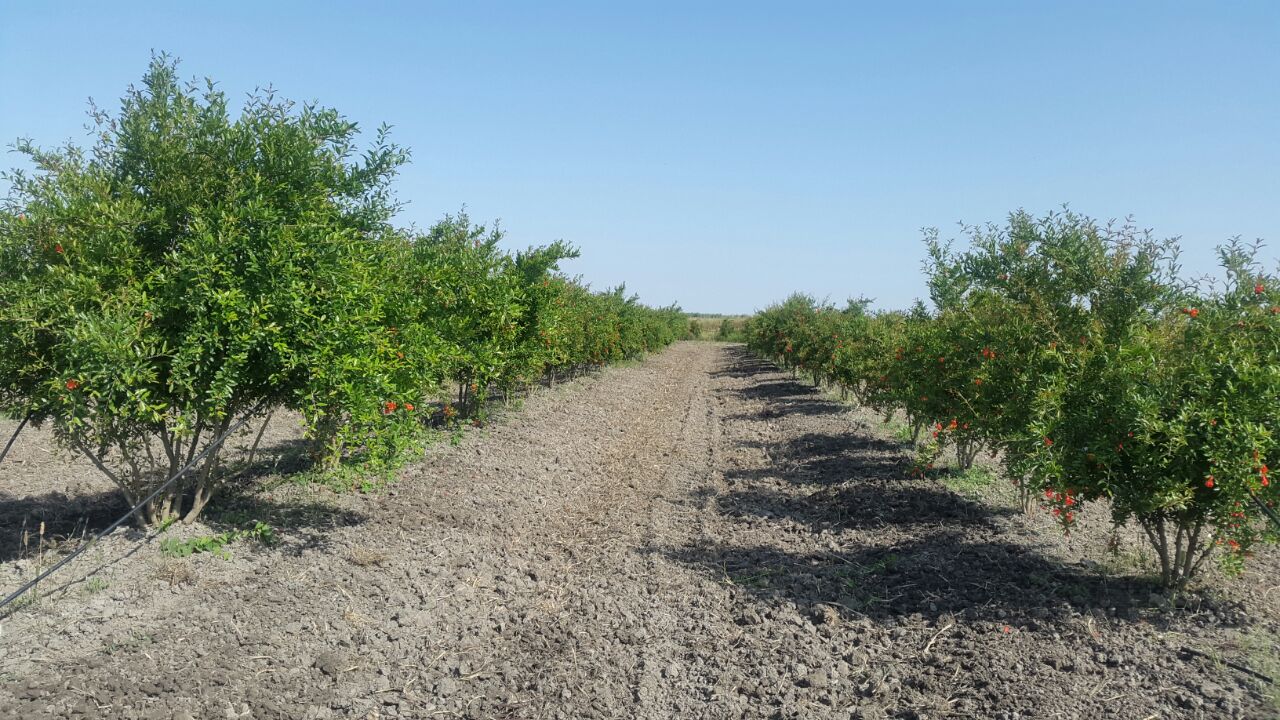 Improving Orchard Soil with Cover Crops - Specialty Crop Grower