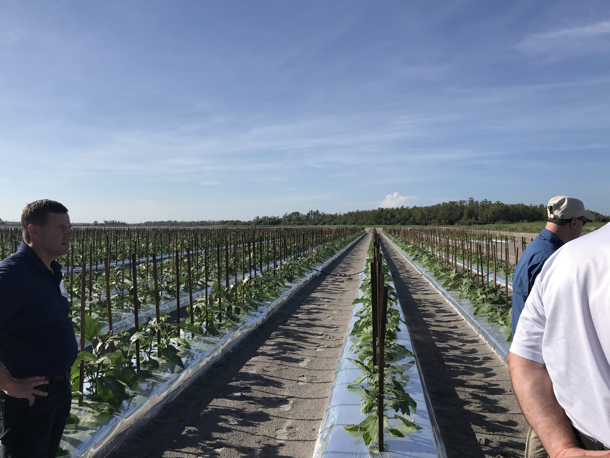 Certified Crop Advisors Experience the Diversity of Florida Ag ...