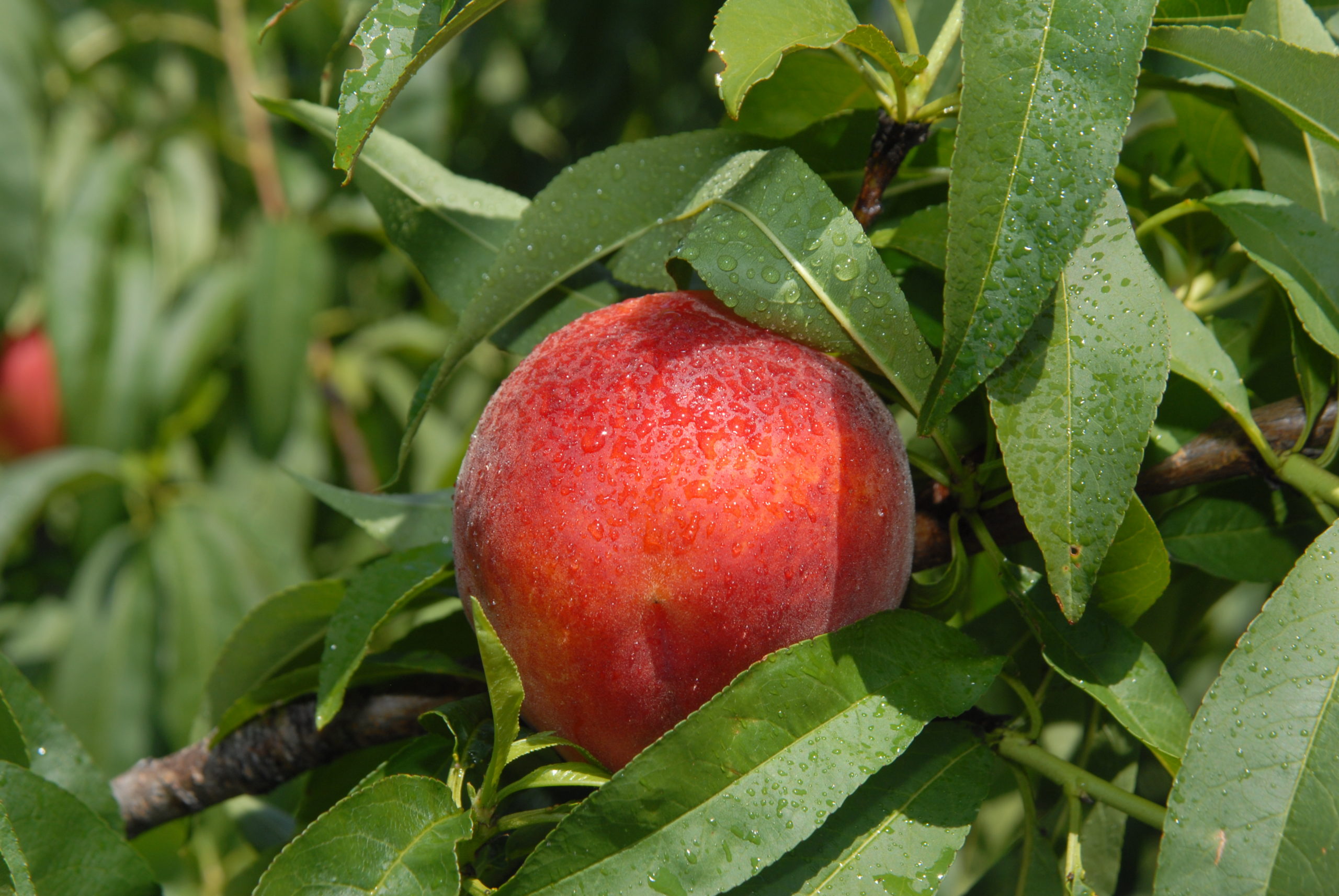 Putting Florida Peaches in the Spotlight - Specialty Crop Grower