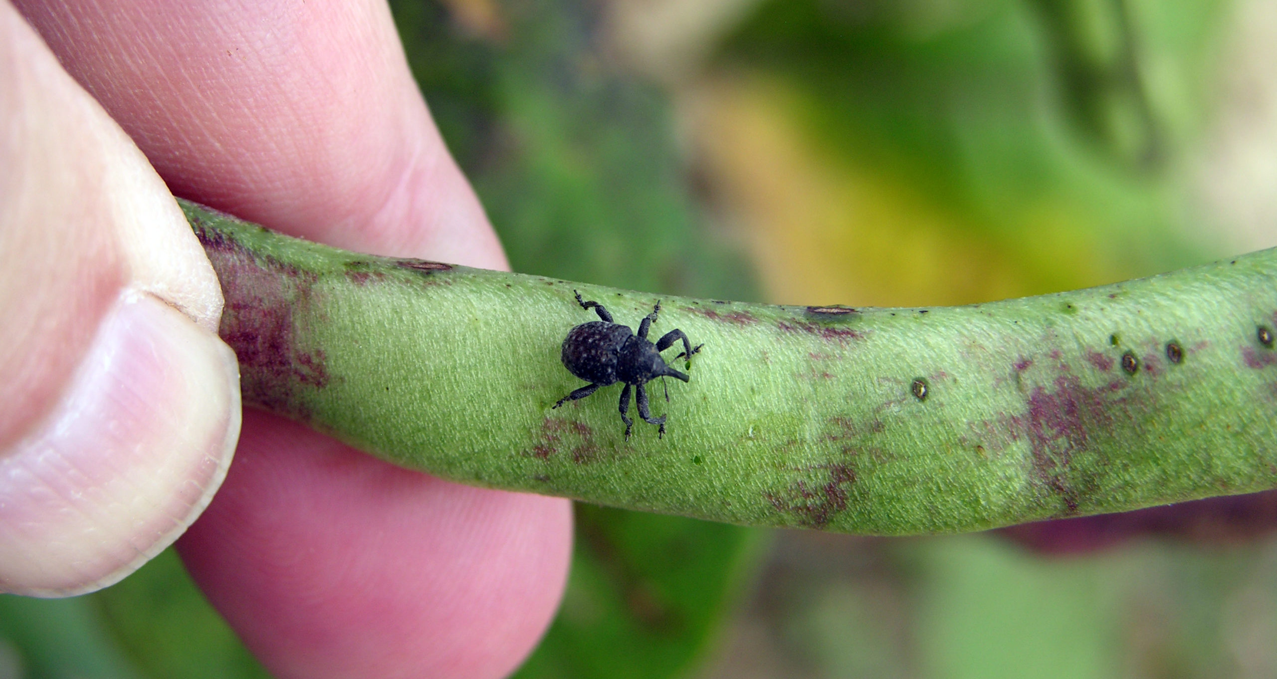GMOs vs. Cowpea Curculios - Specialty Crop Grower
