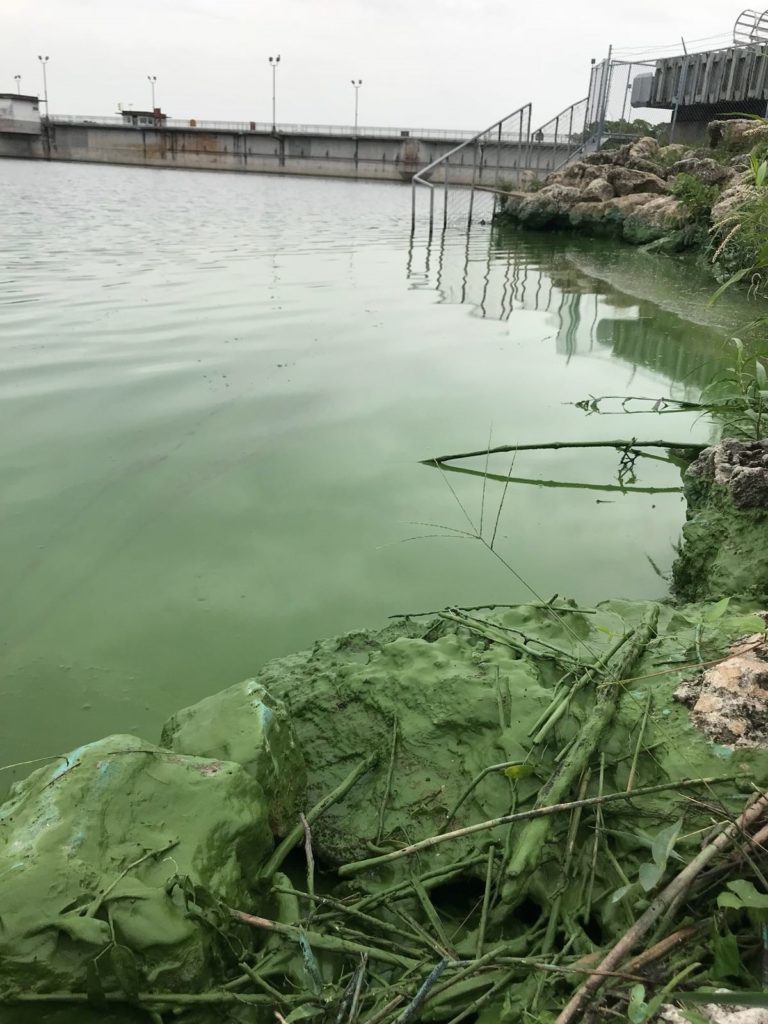 What Exactly Causes Toxic Algae? - Specialty Crop Grower
