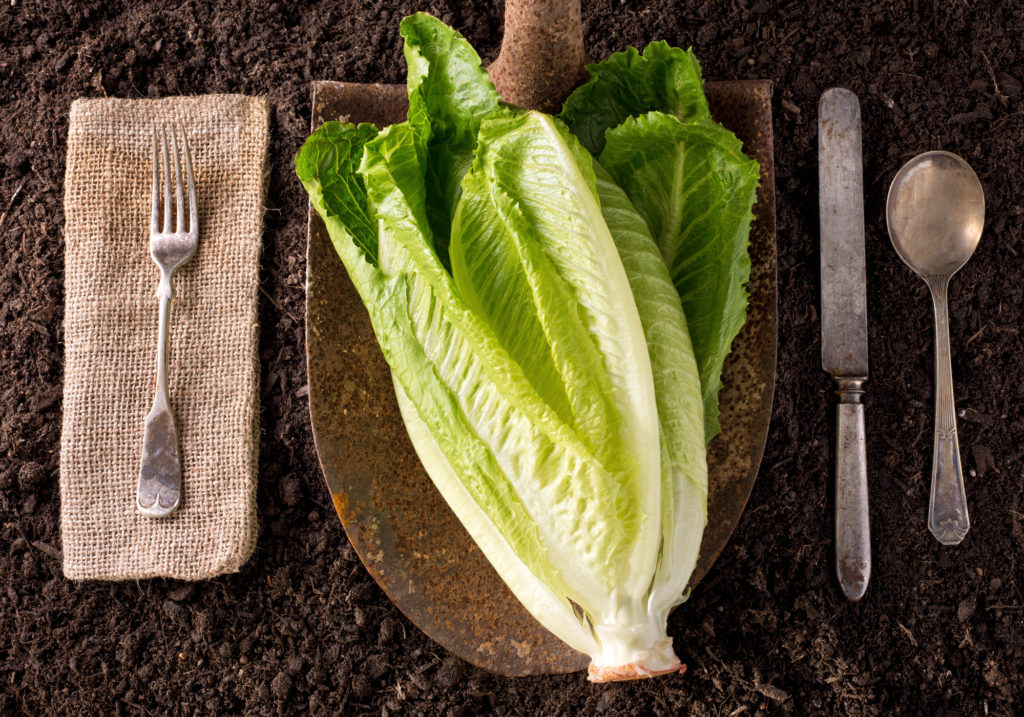 Lettuce Lessons – An AgNet Media Commentary - Specialty Crop Grower