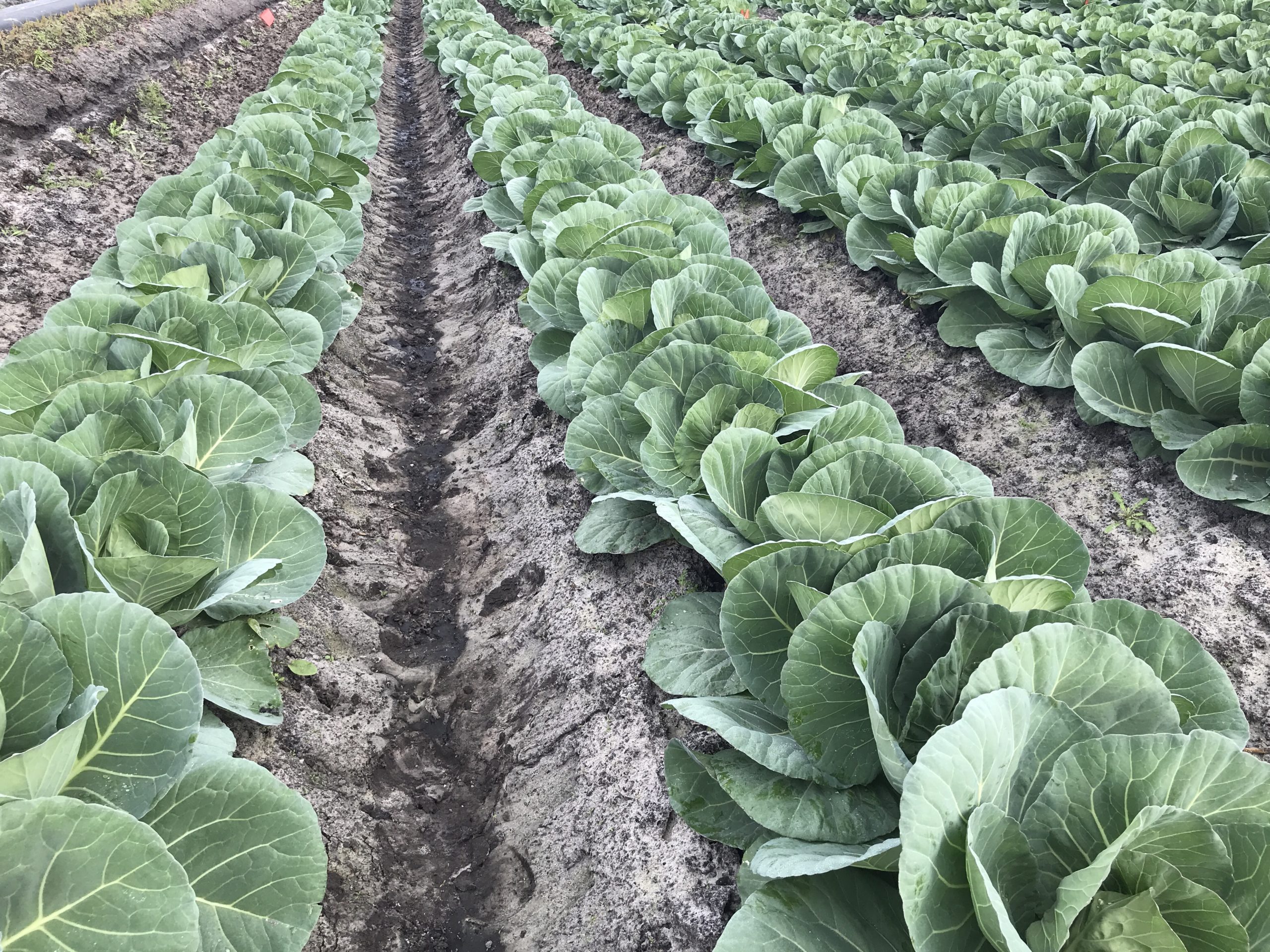 Cole Crop Field Day Includes Some New Options - Specialty Crop Grower