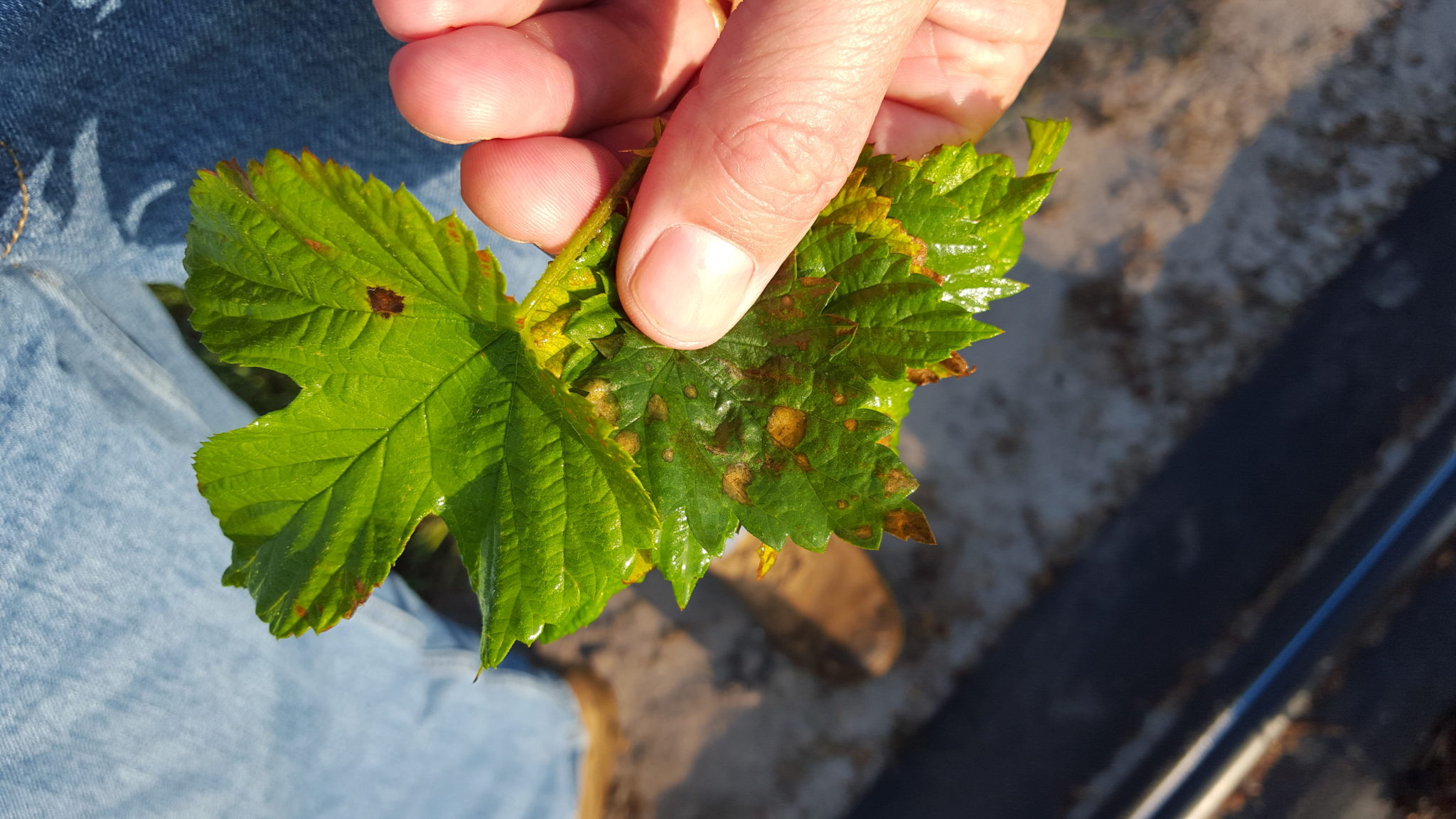 Florida Hop Trials — Keeping Ahead of Pests and Diseases - Specialty ...