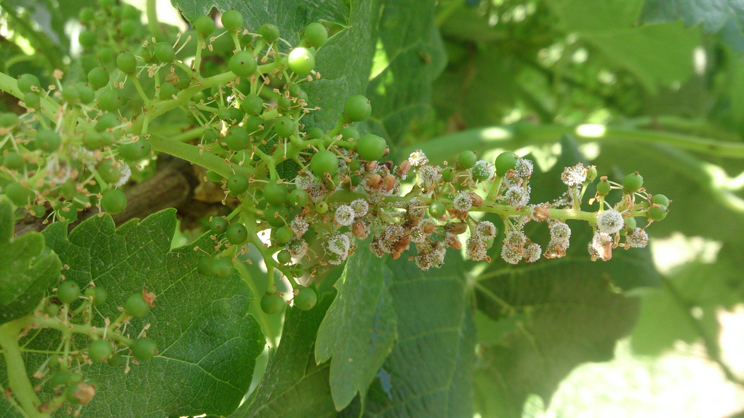 Georgia Grape Growers Faced with Fungicide Resistance - Specialty Crop ...