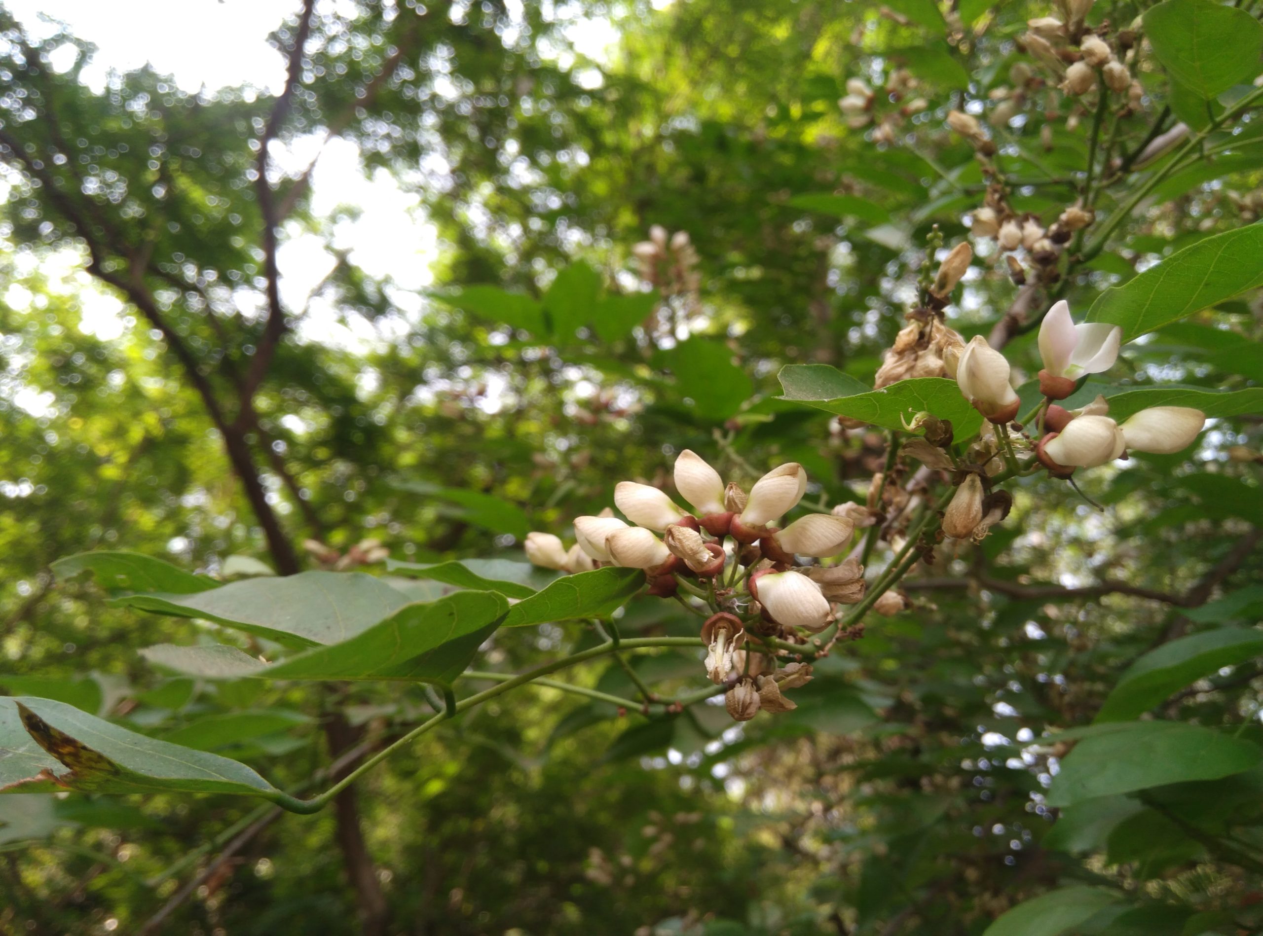 Pongamia: A Crop to Consider - Specialty Crop Grower