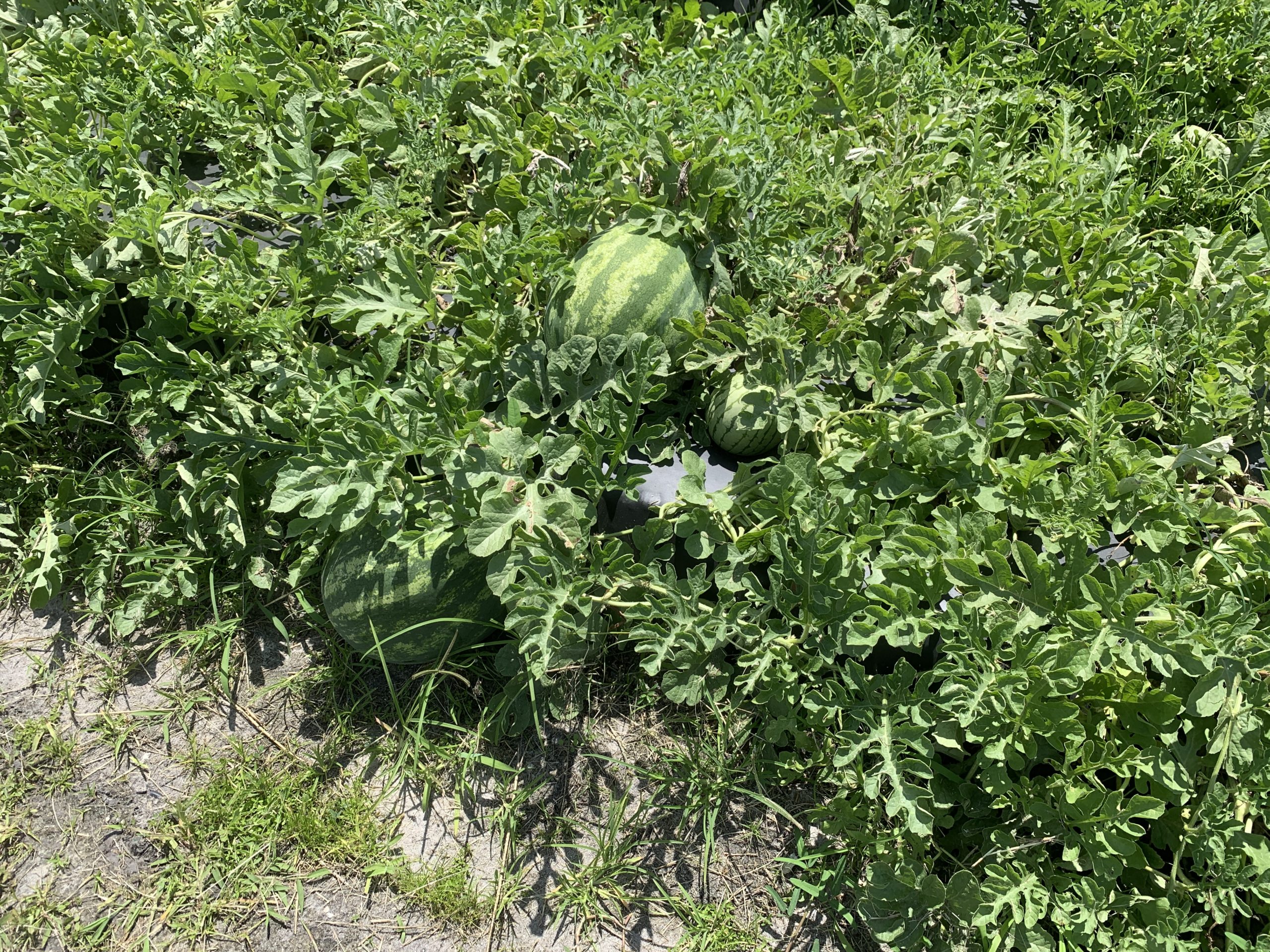 Watermelon Field Day to Showcase New Varieties - Specialty Crop Grower