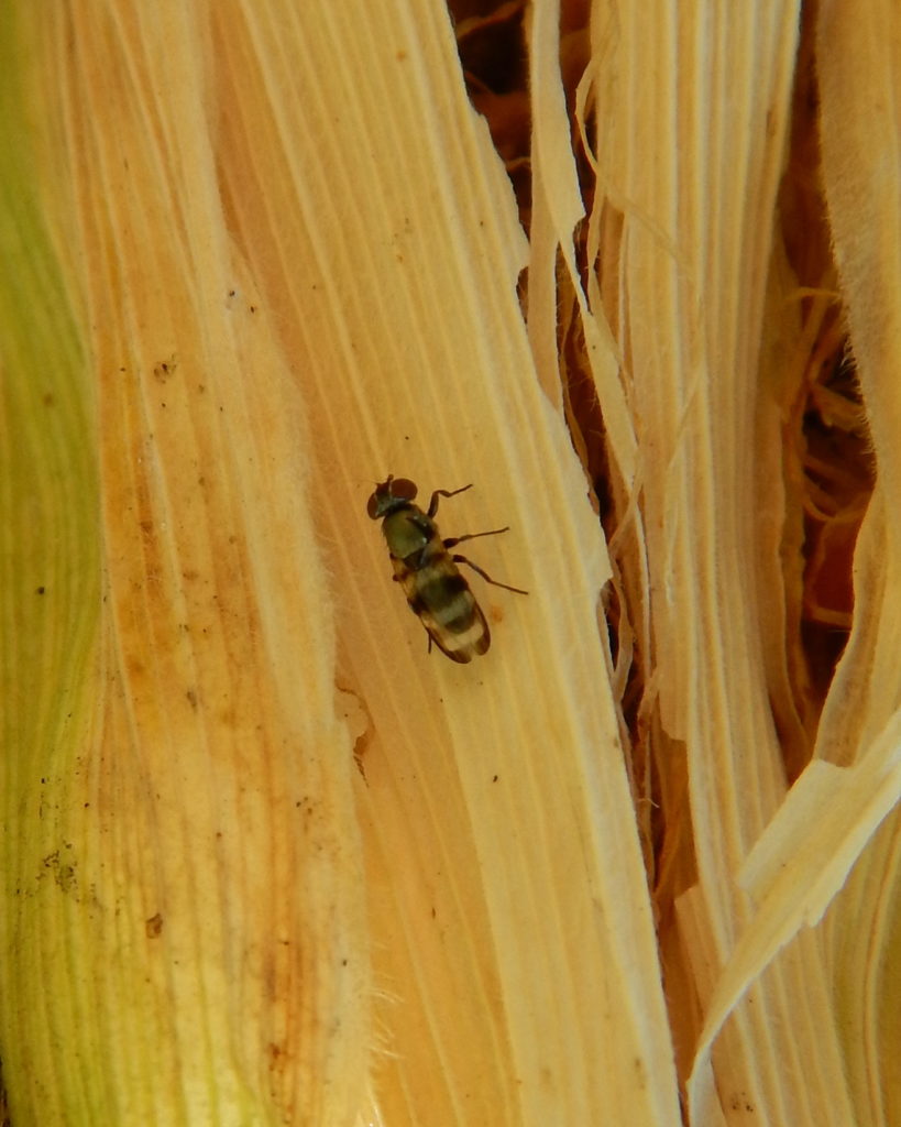 Managing Sweet Corn Silk Flies - Specialty Crop Grower