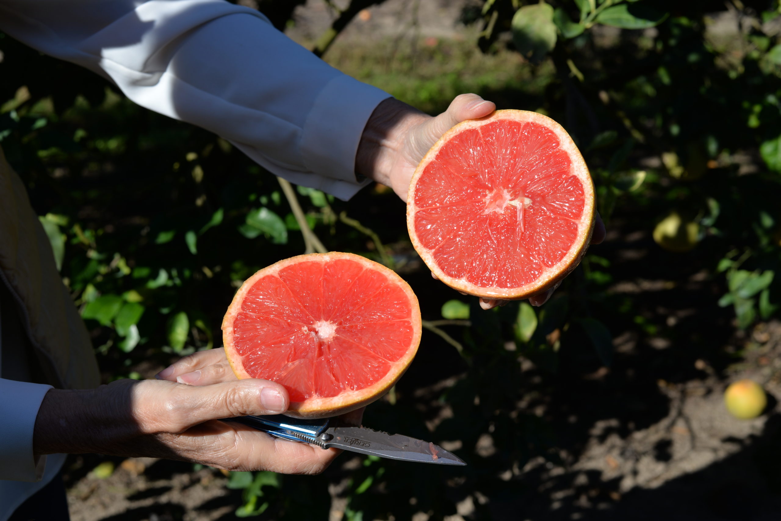 Why Innovation in Citrus and Recruiting New Talent Go Hand in Hand ...