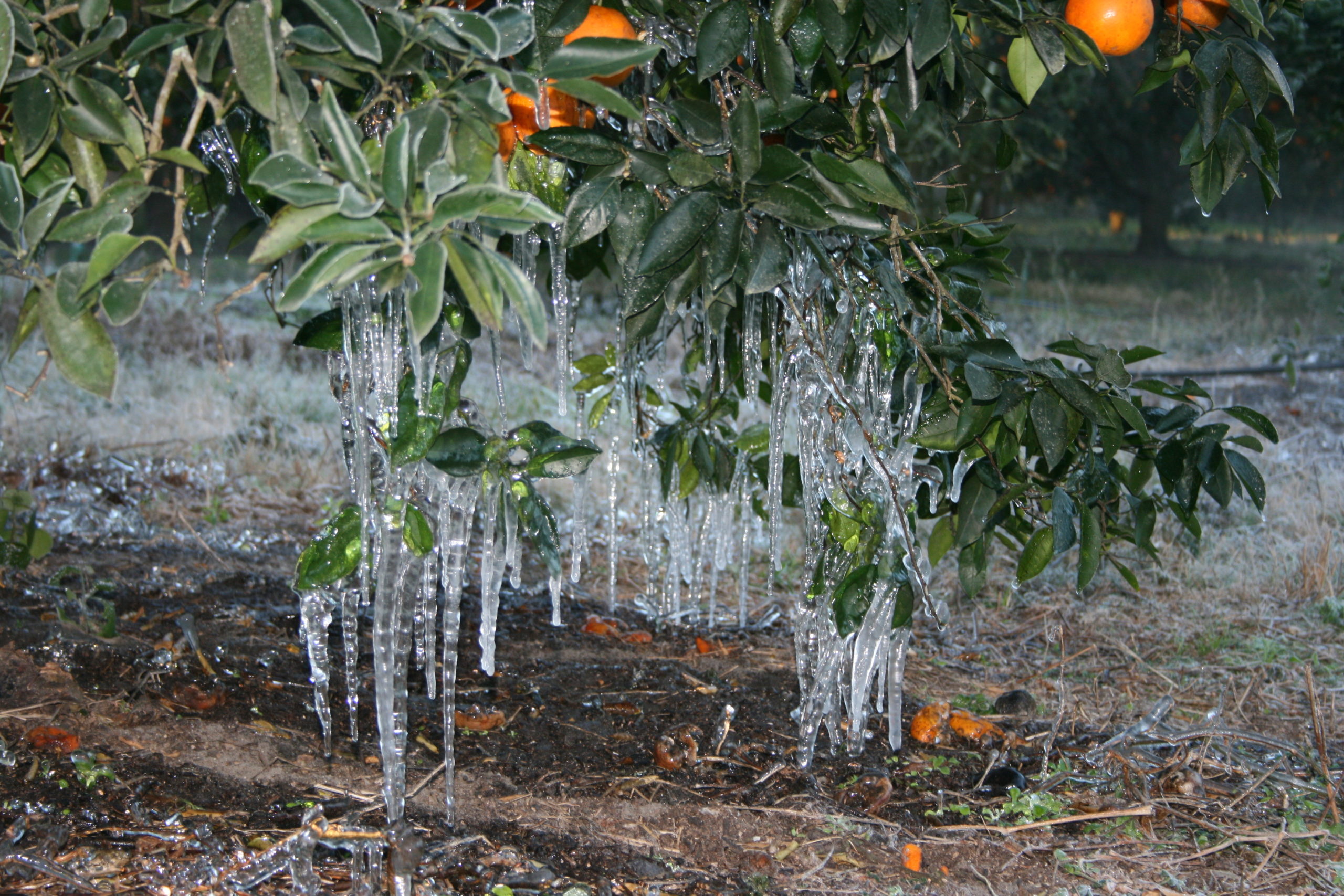 Latest Florida Citrus Survey Reveals a Year in Flux - Specialty Crop Grower