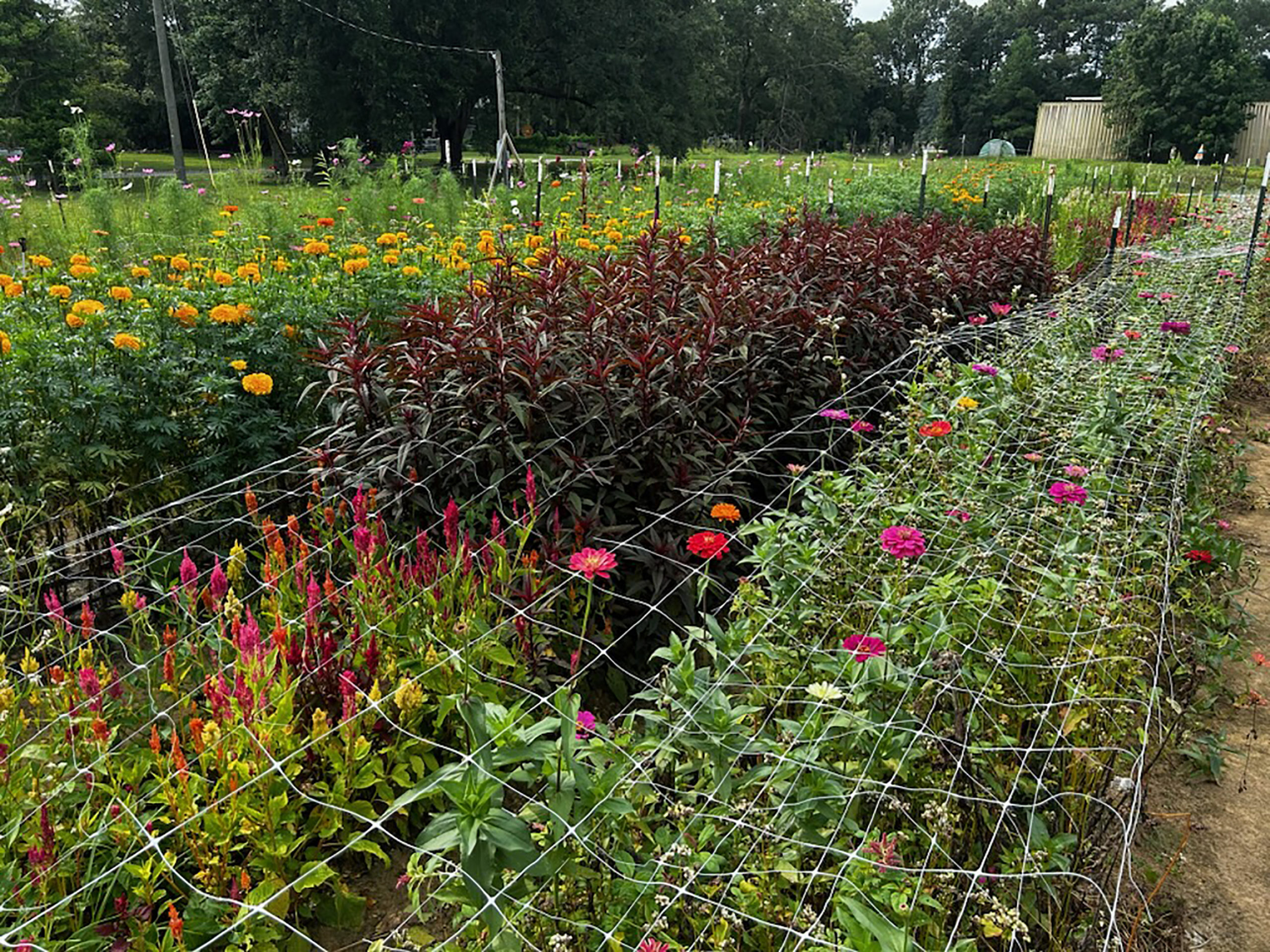 Clemson Extension Agents Provide Crop Updates - Specialty Crop Grower