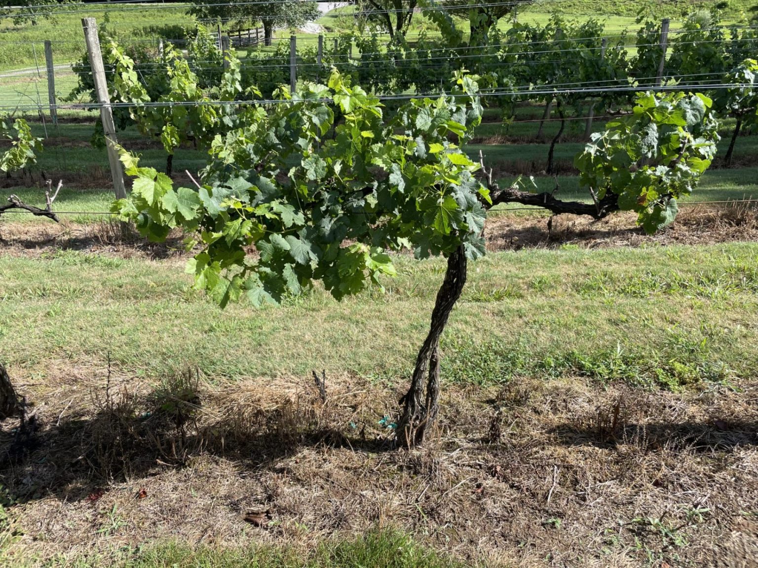Strategies for Summer Grapevine Pruning - Specialty Crop Grower