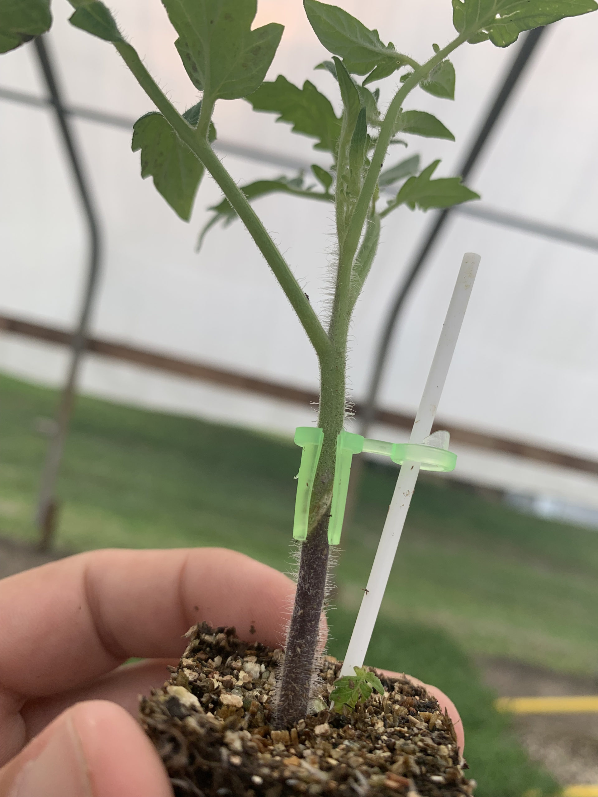 Upon Further Review: Grafting Tomato Plants Benefits Growers Long Term ...