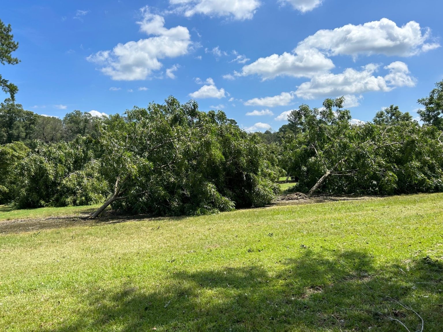 Root System Development Should Be Key Focus of Pecan Tree’s Early Years ...