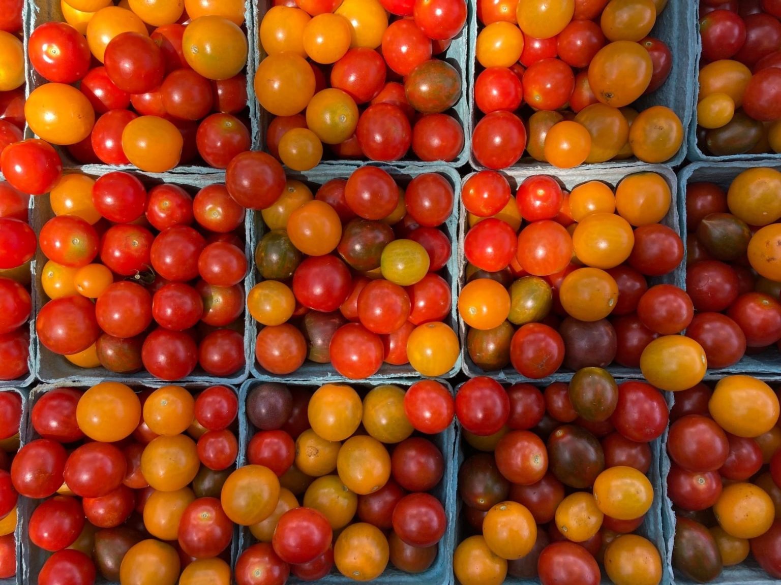 ‘Positive’ Start for Florida Tomato Harvests - Specialty Crop Grower
