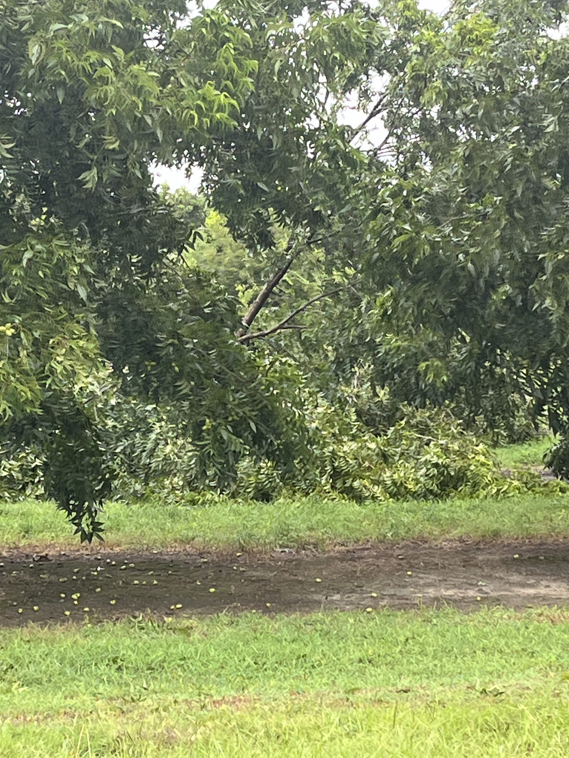 Idalia Aftermath: Southeast Georgia Pecan Crop Heavily Impacted ...