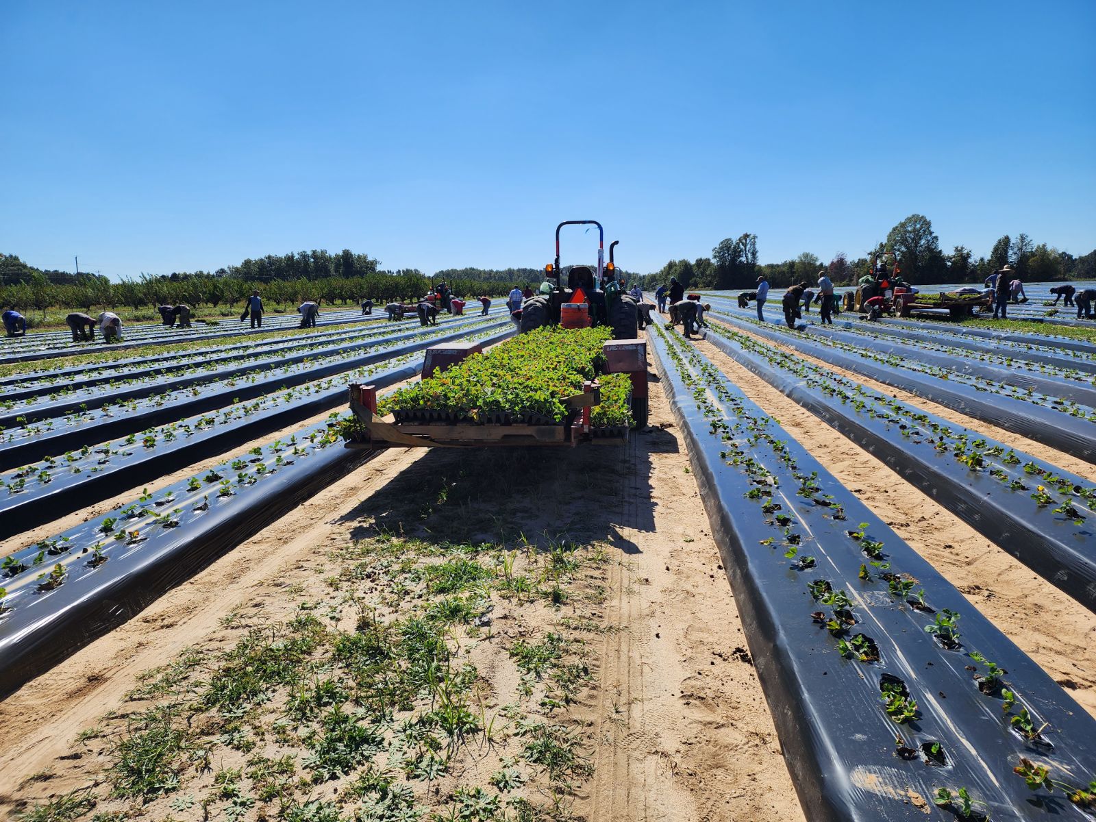 What’s Happening? Clemson Extension Agents Provide Crop Updates ...
