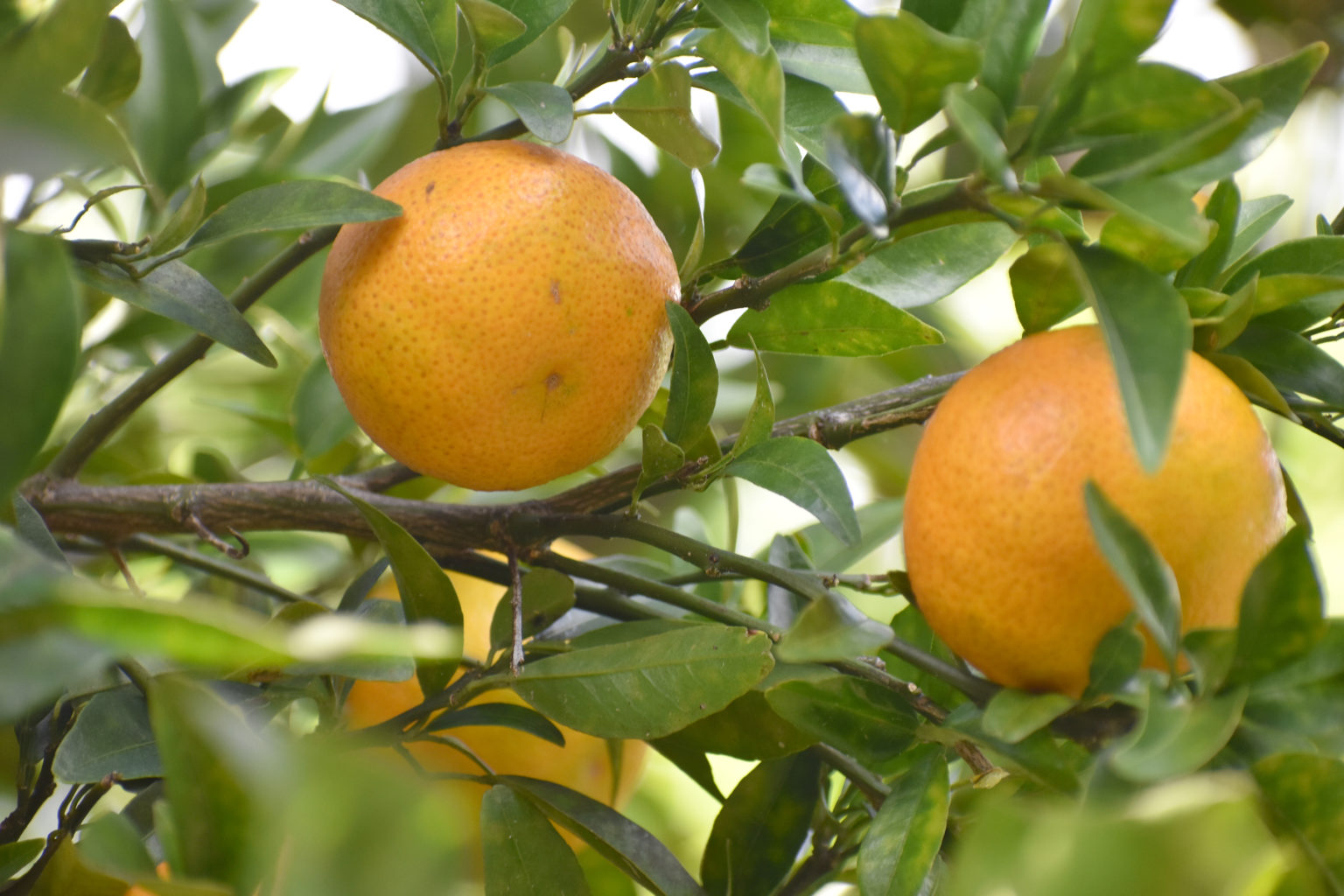 New Hardiness Zones Favor Citrus Production - Specialty Crop Grower