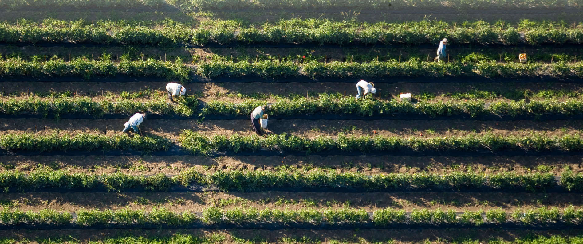 Ag Workforce Solutions Remain Elusive - Specialty Crop Grower