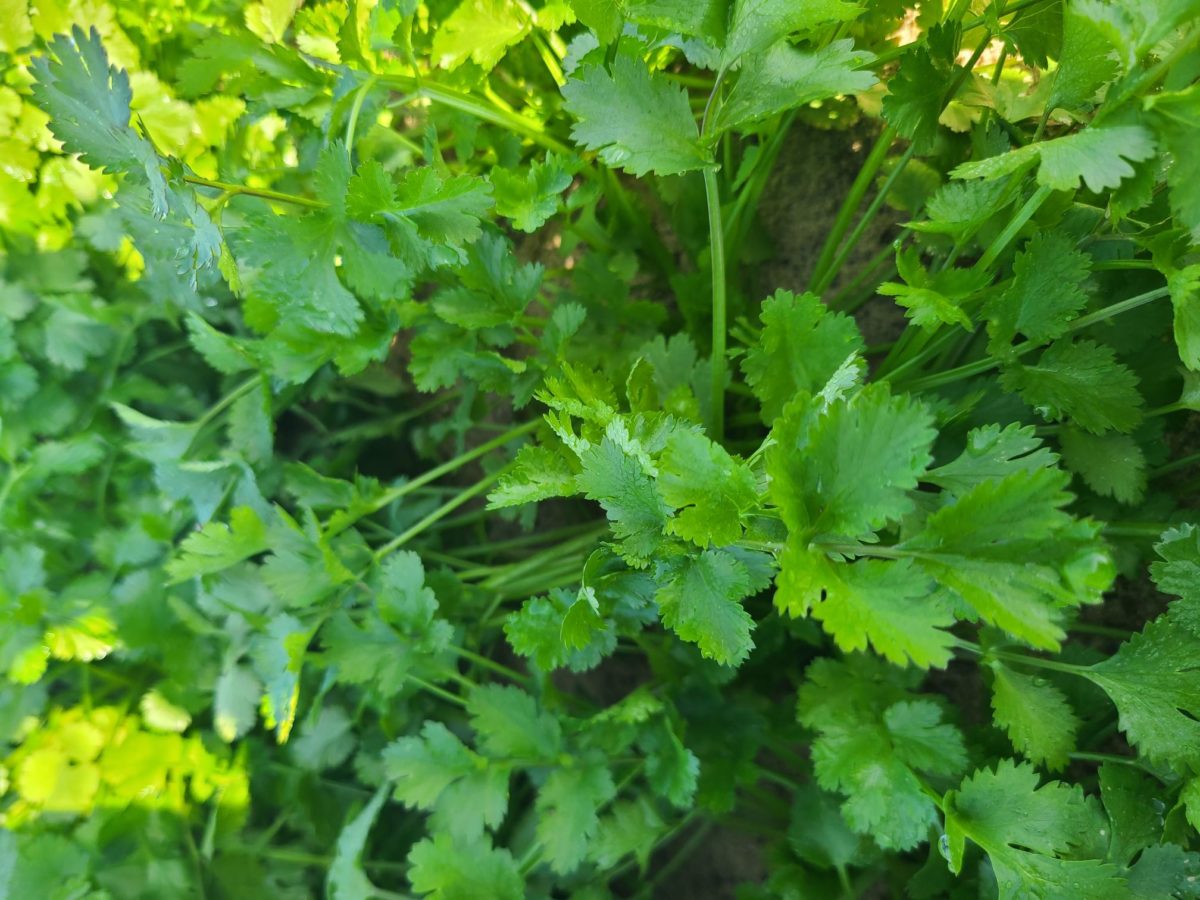 Clemson Extension Agents Provide Crop Updates - Specialty Crop Grower