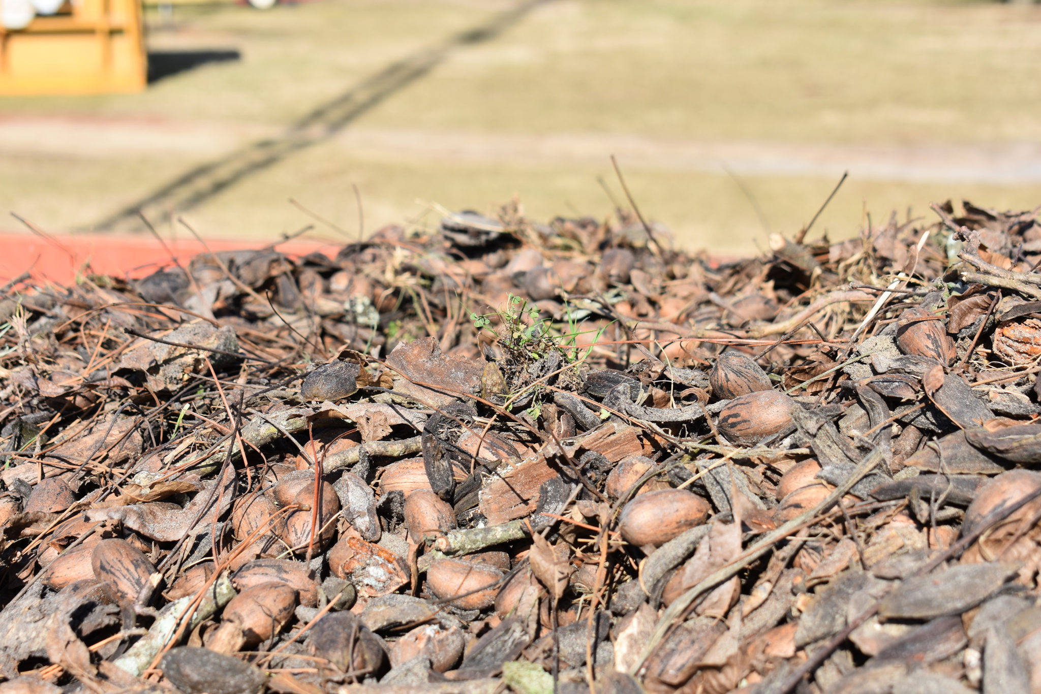 Heavy Scab Pressure Not Impactful on This Year's Pecan Crop - Specialty ...