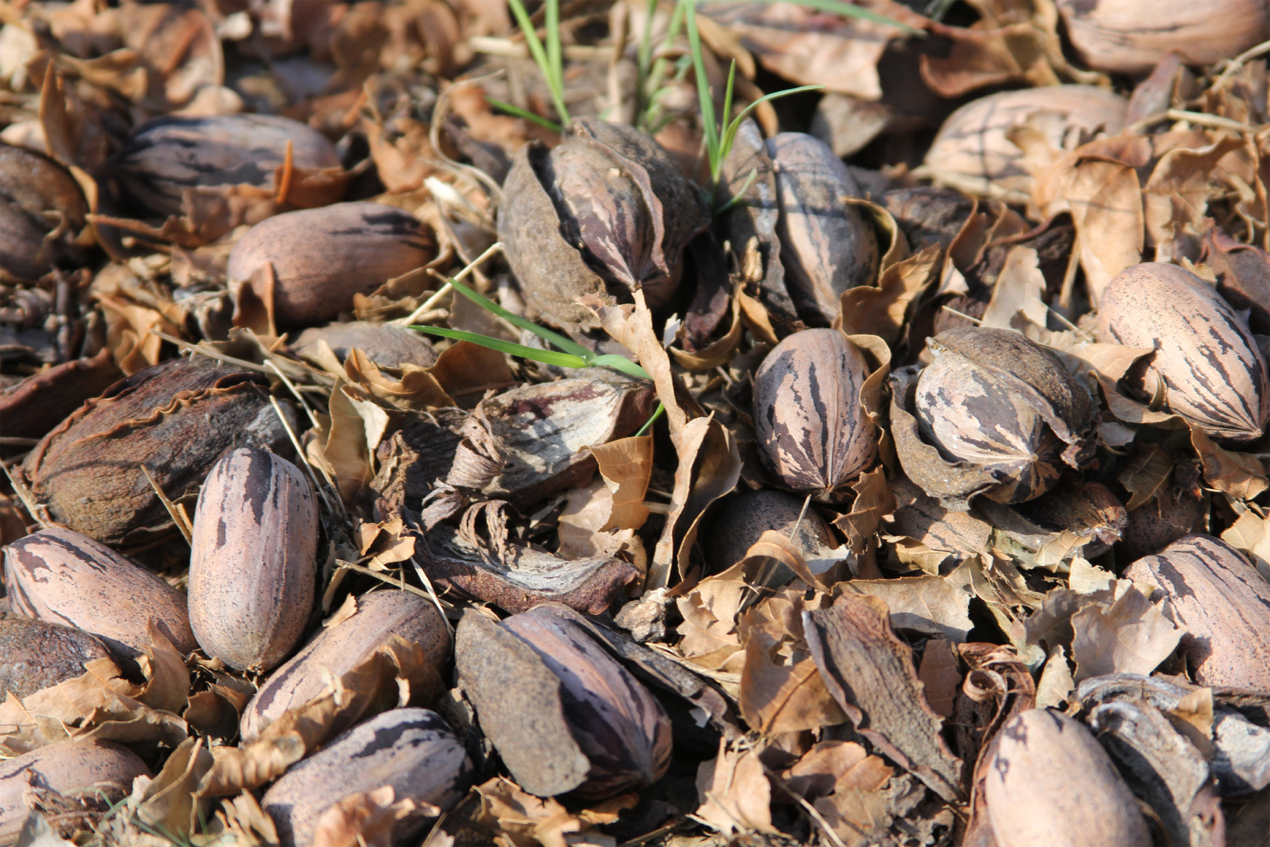 Update: Pecan Harvests Nearing Finish in Georgia - Specialty Crop Grower