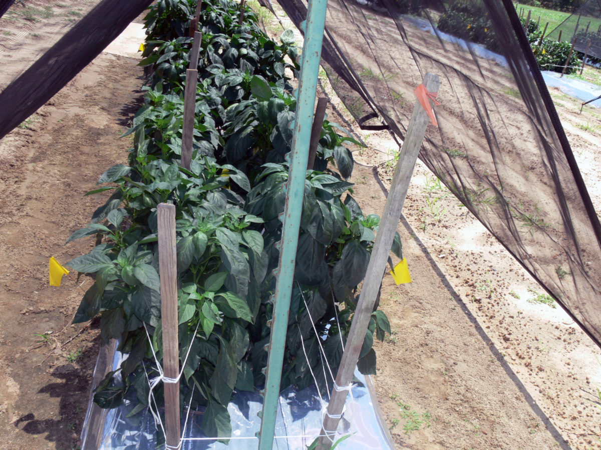 Climate Change Challenges Vegetable Production - Specialty Crop Grower