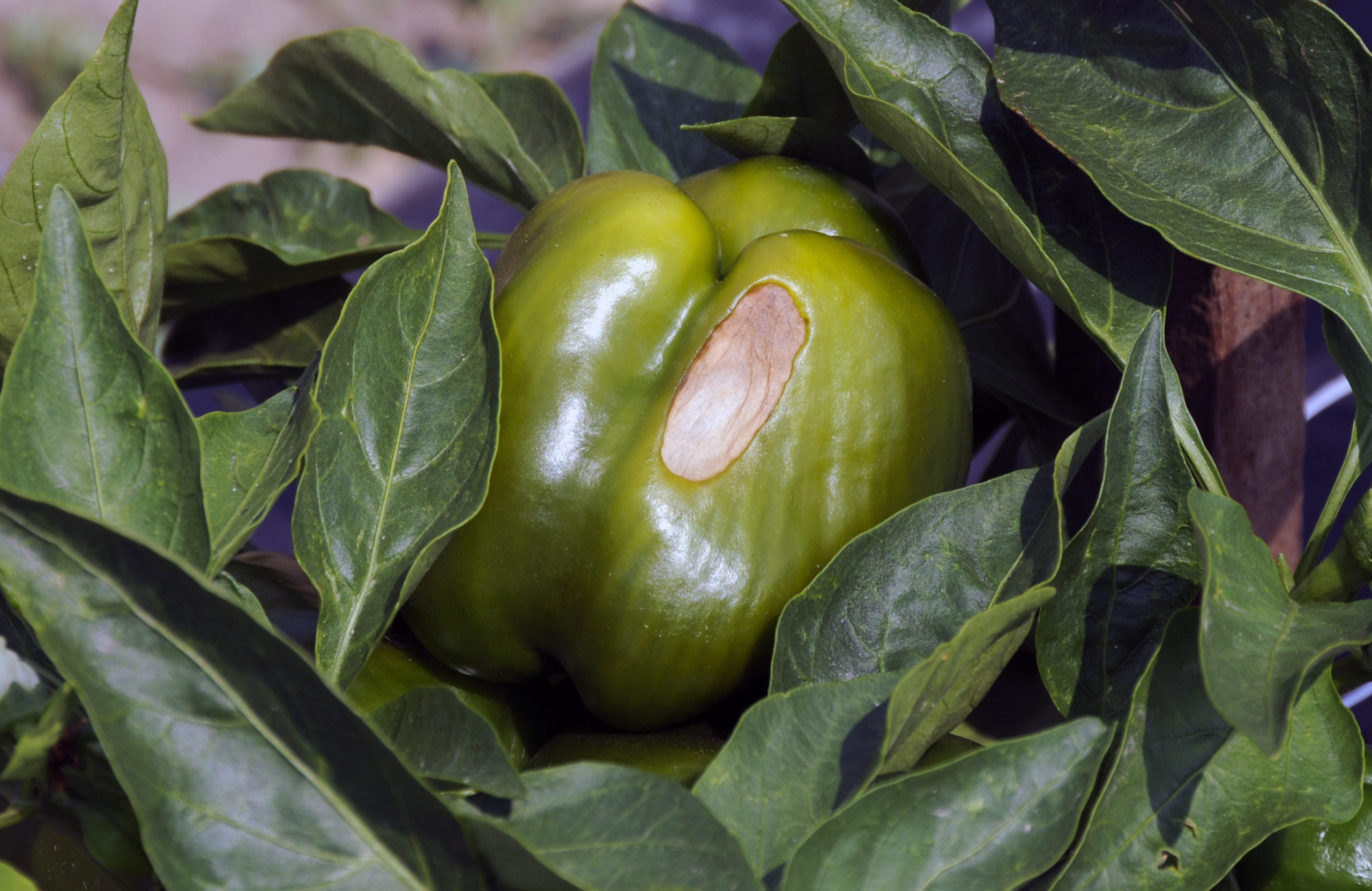 Climate Change Challenges Vegetable Production - Specialty Crop Grower