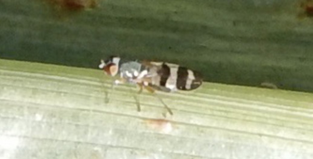 Best Practices for Corn Silk Fly Management - Specialty Crop Grower