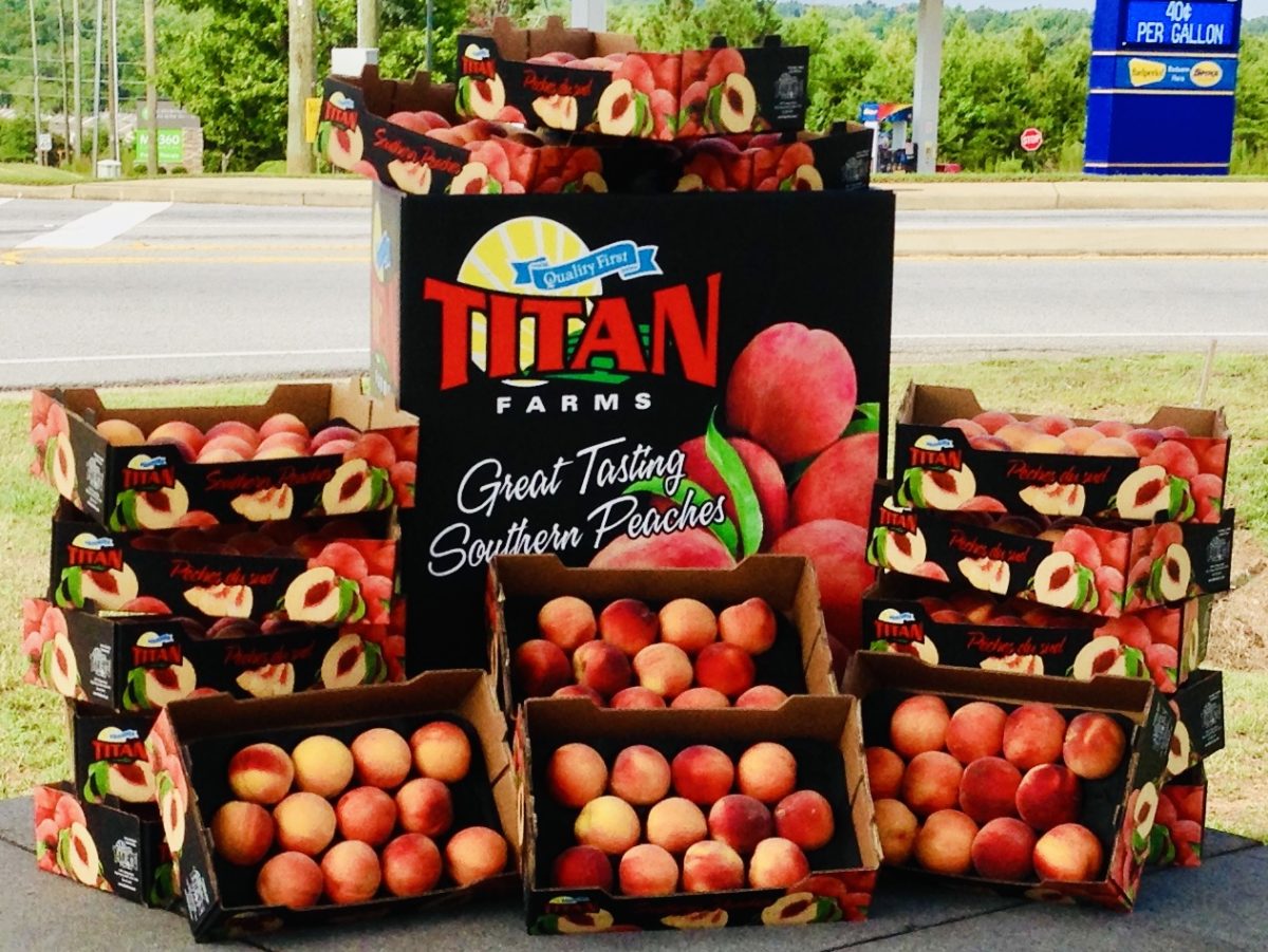 Peach Producers Yearning for Bumper Crop in '24 - Specialty Crop Grower