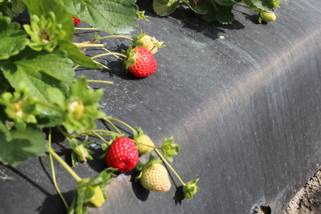 Peak Season for Florida Strawberries - Specialty Crop Grower