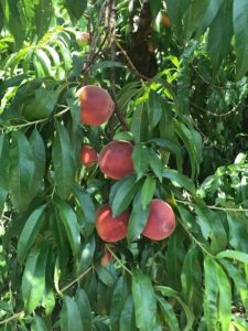 Peach Producers Yearning for Bumper Crop in '24 - Specialty Crop Grower