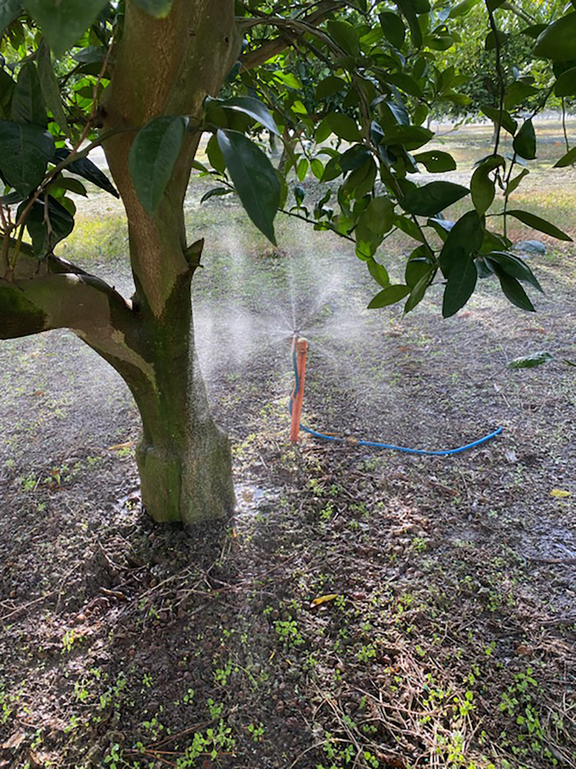 Citrus Trees Weather Sub-Freezing Nights - Specialty Crop Grower