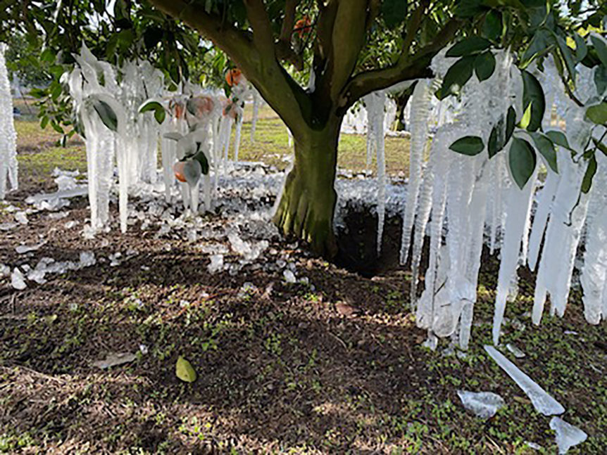 Citrus Trees Weather Sub-Freezing Nights - Specialty Crop Grower