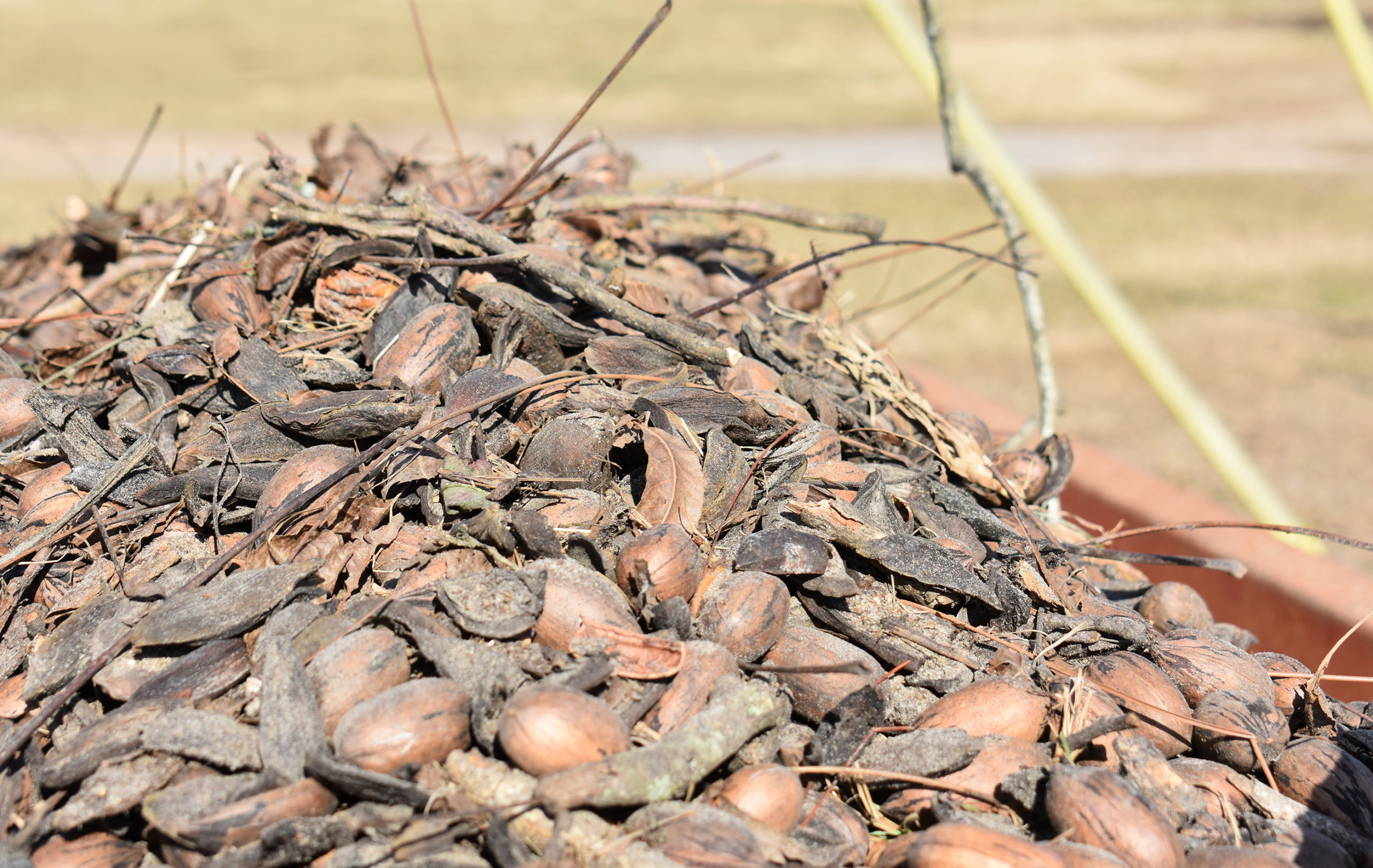 Sens. Ossoff, Rev. Warnock Pressing USDA to Promote Georgia Pecans ...
