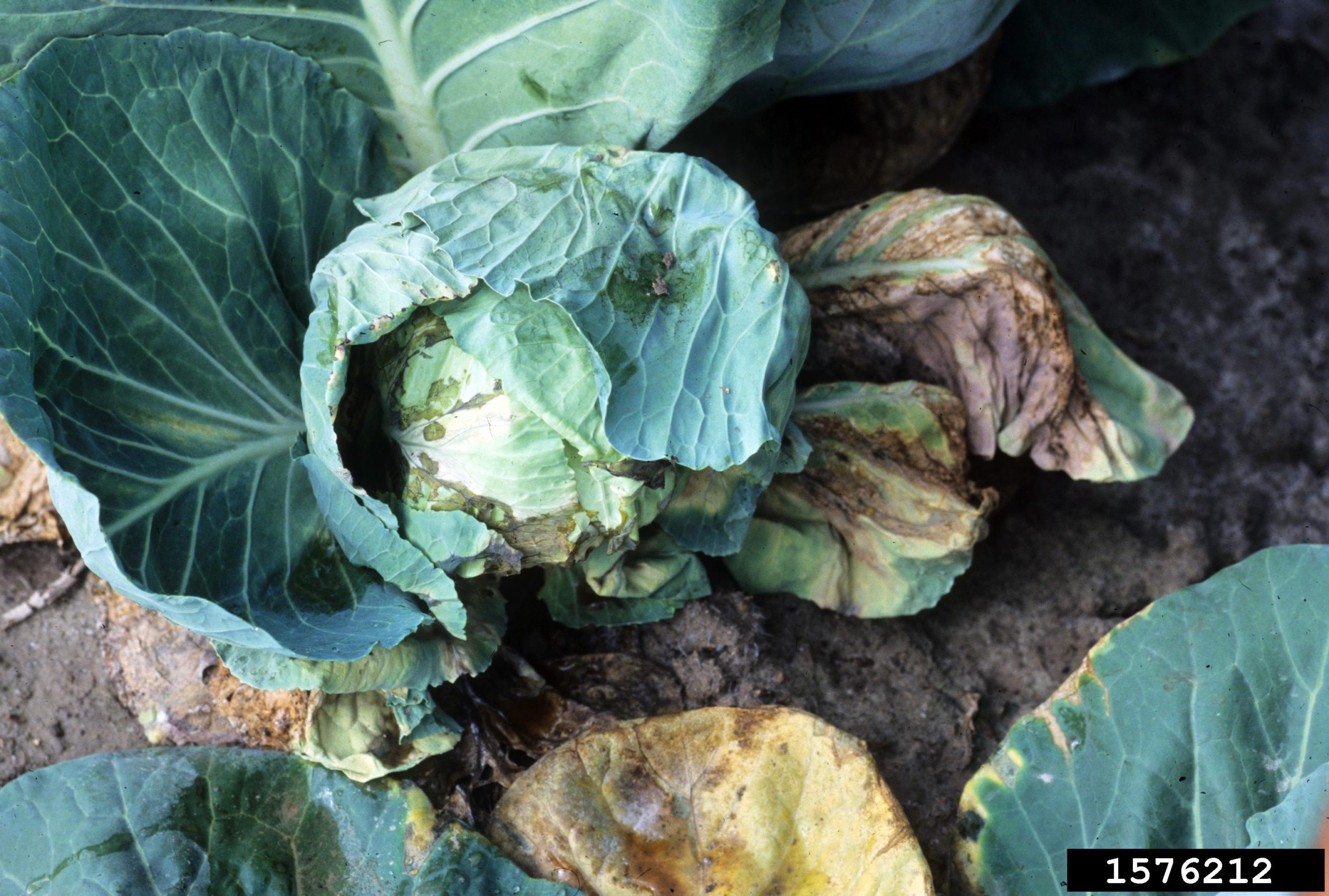 Battling Black Rot in Brassicas - Specialty Crop Grower