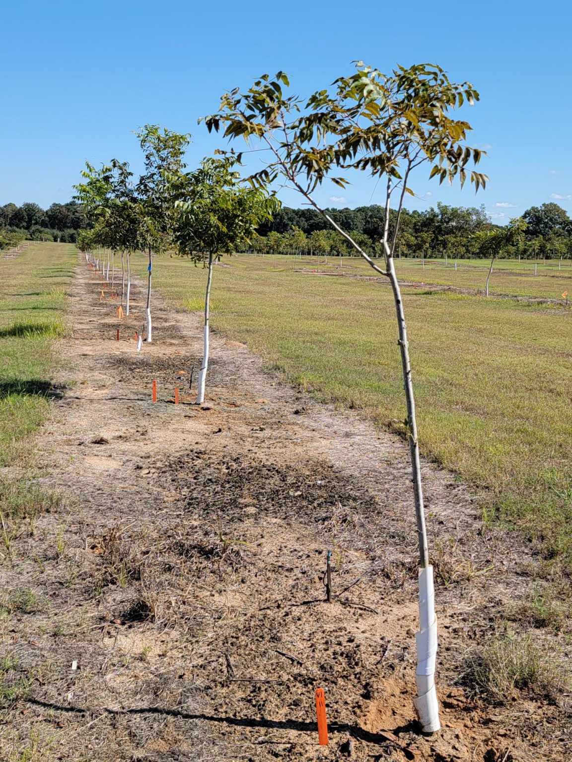 Nematodes a Threat to Southeast Pecan Trees - Specialty Crop Grower