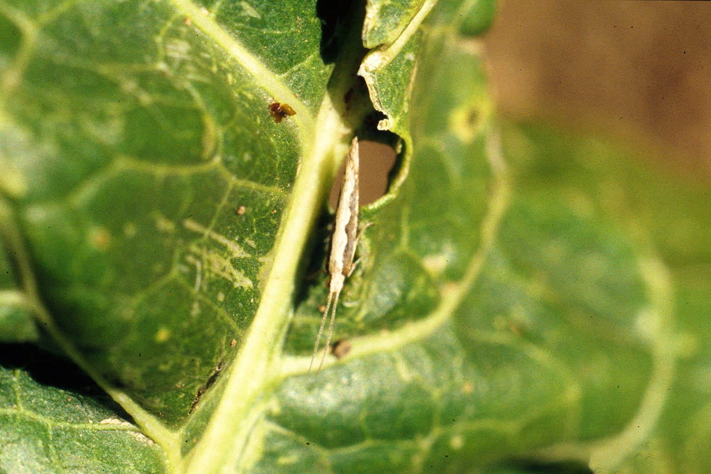 Specialty Crop Grower Magazine: Resistance Management Key to ...