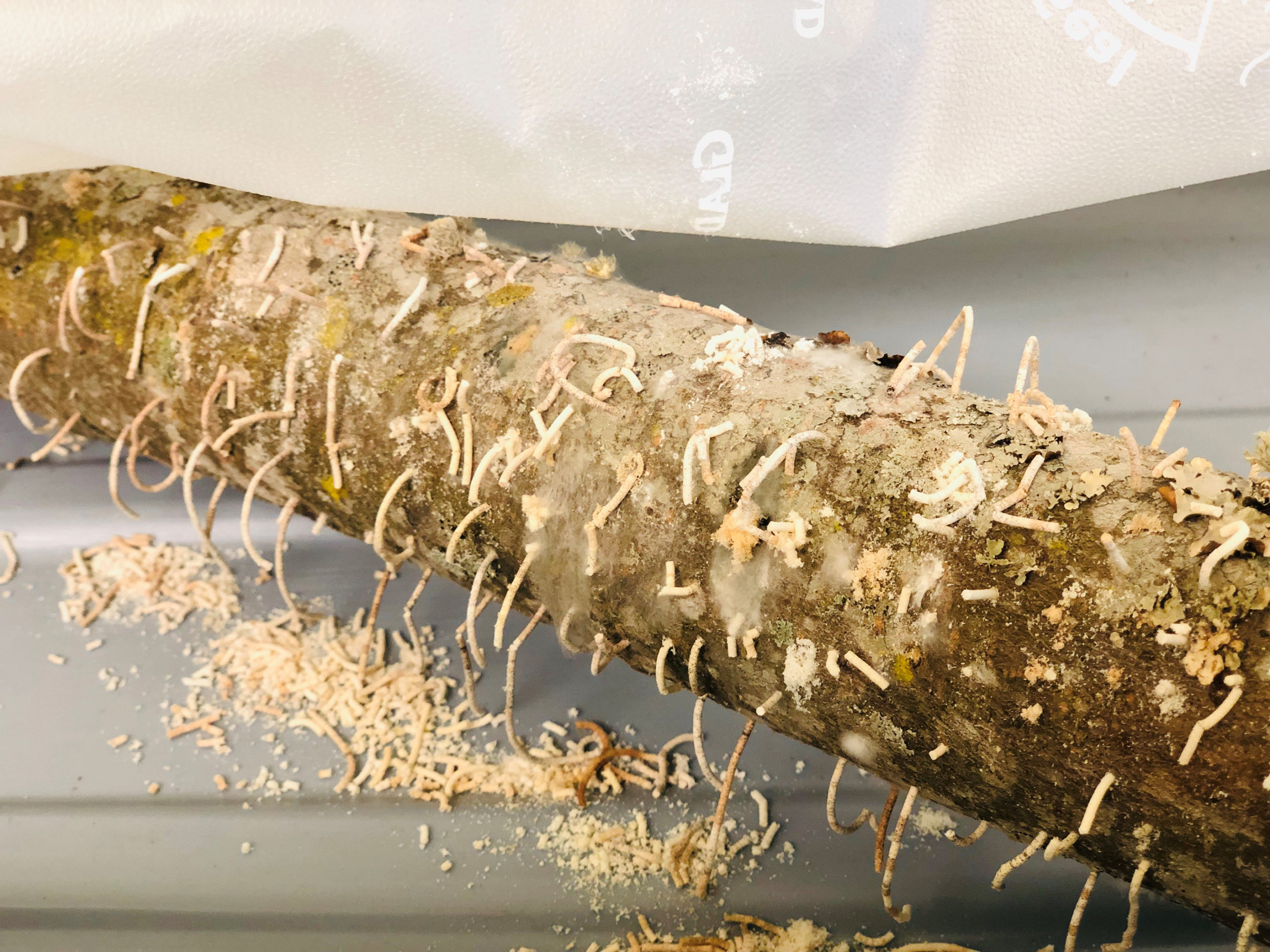 Ambrosia Beetle Impact: Insect Pest a Concern for Southeast Pecan ...