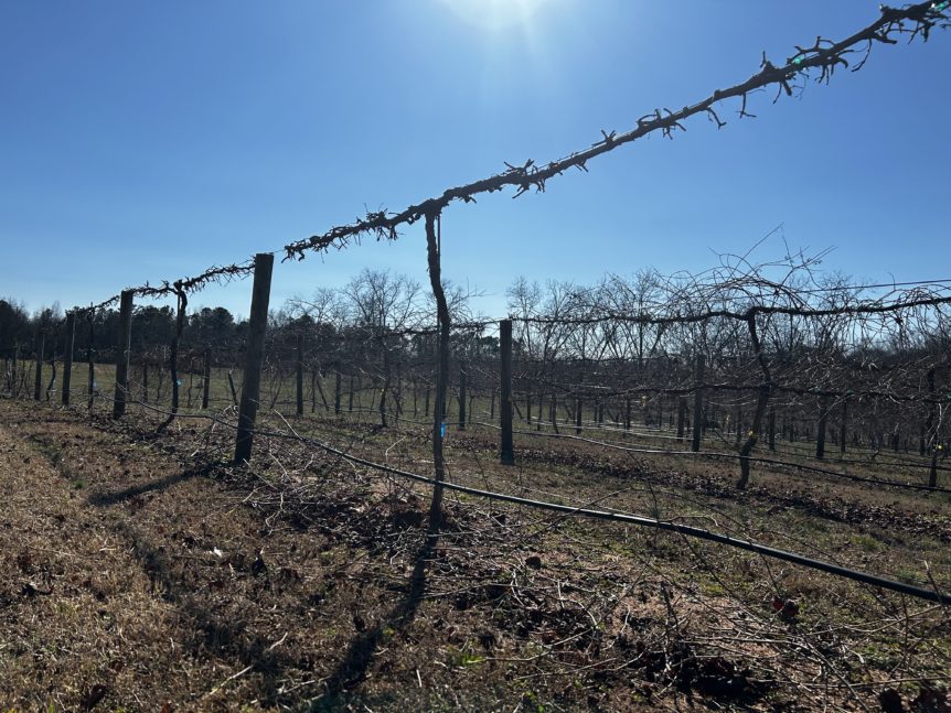 Pruning's Importance for Grape Producers - Specialty Crop Grower