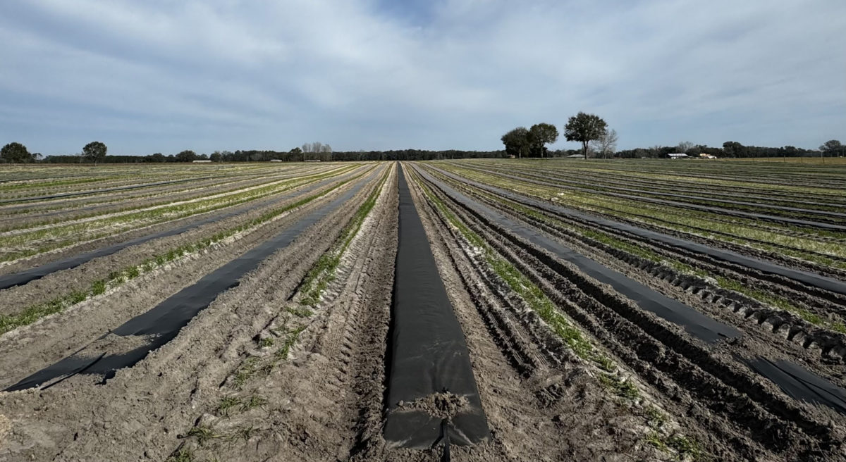 Planting Season for North Florida Watermelons - Specialty Crop Grower