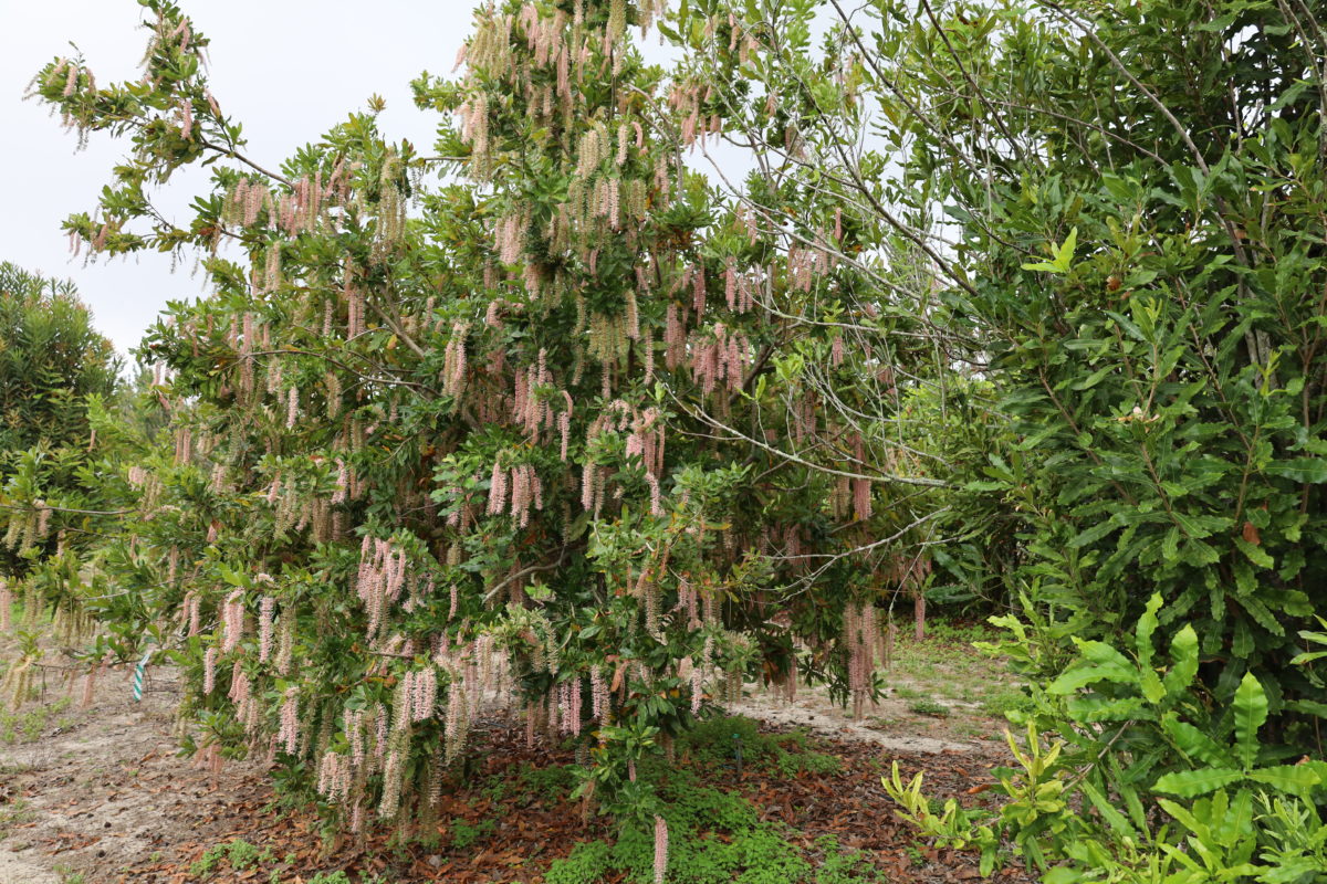 Who's Feeling Nutty? UF/IFAS Macadamia Research Needs Volunteer ...