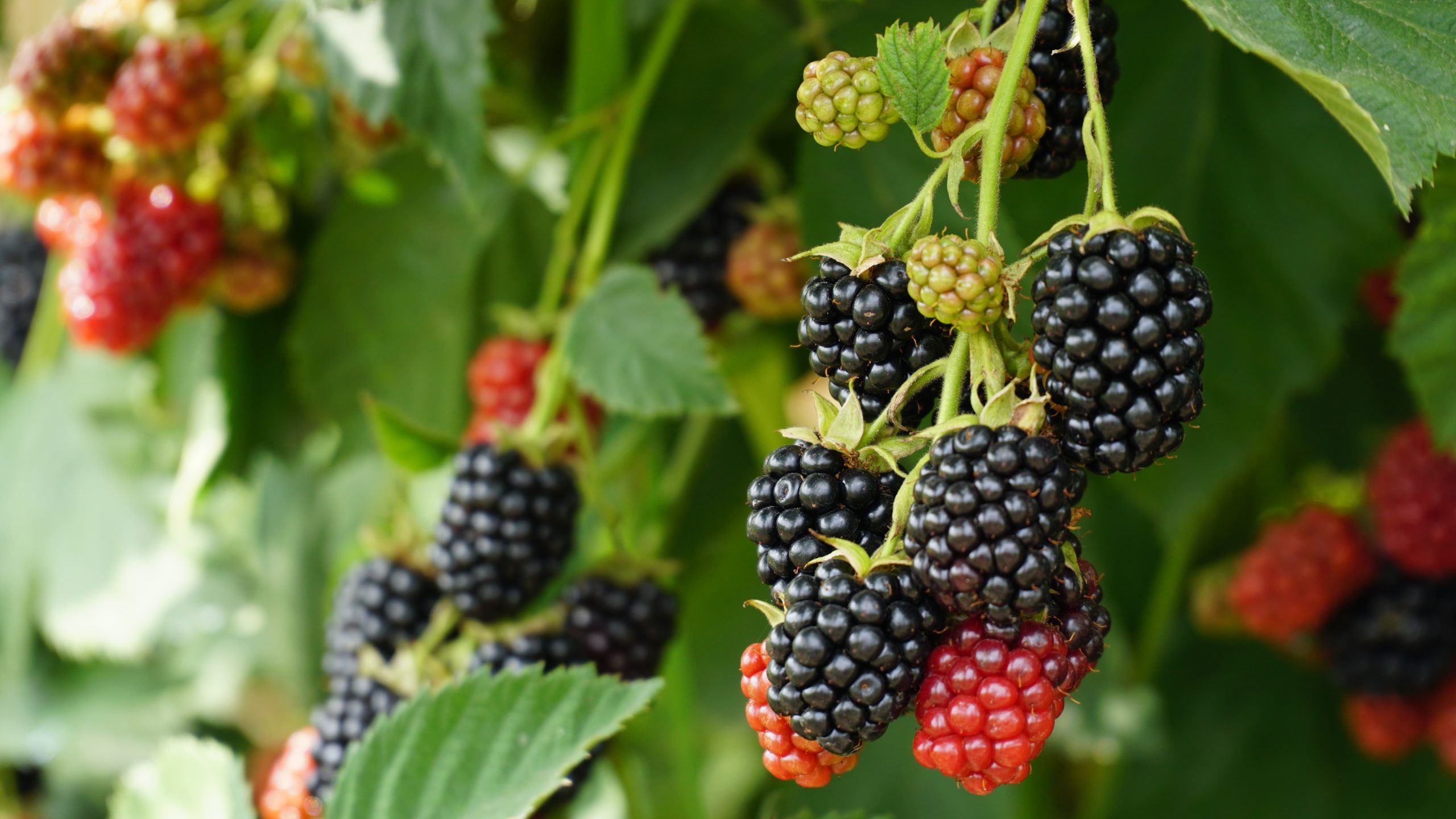 New Agricultural Technology for the Blackberry Industry - Specialty Crop Grower