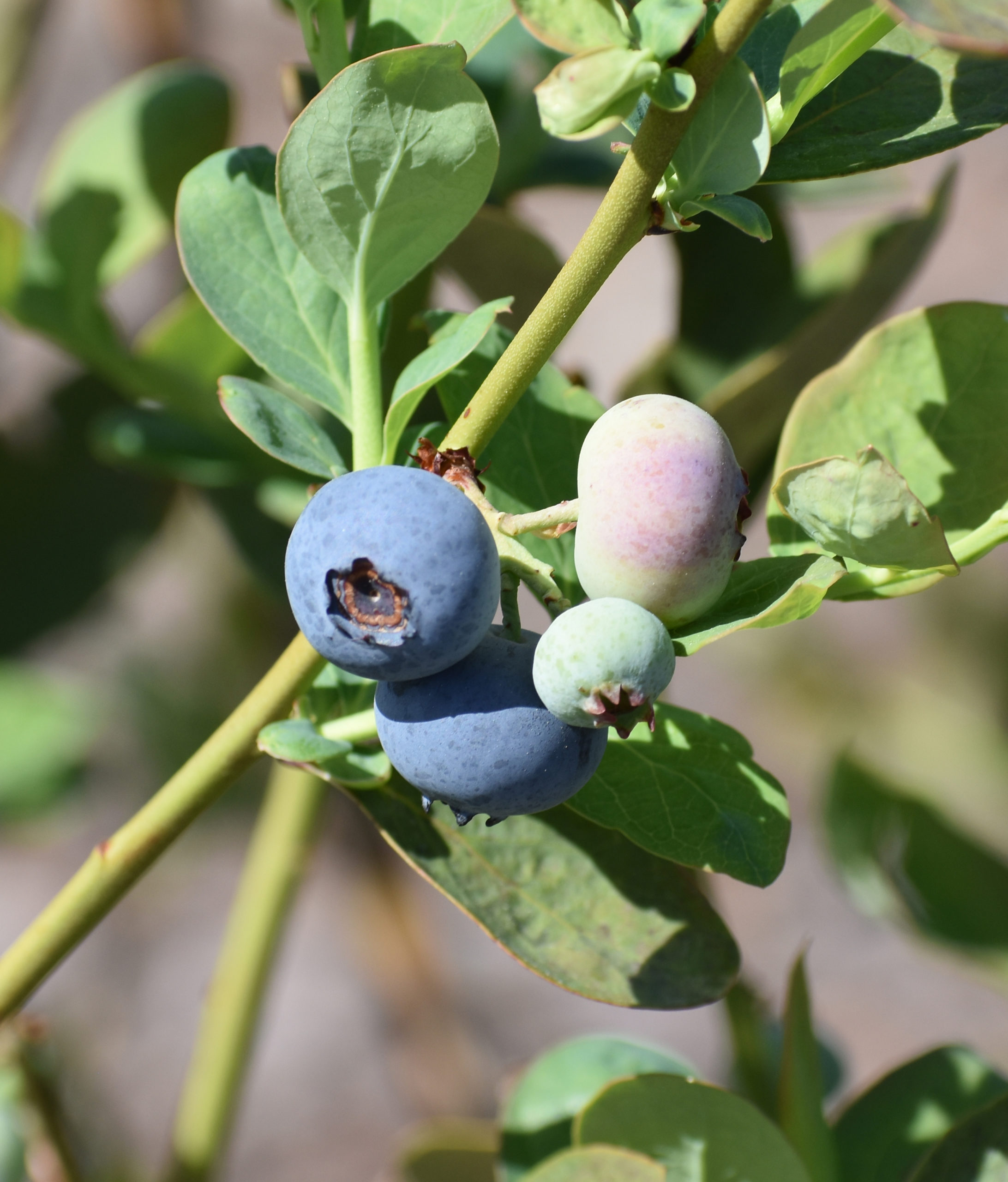 Blueberry Field Day: Helping Growers Remain Sustainable Now, Into the ...
