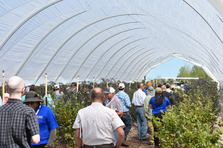 Blueberry Field Day: Helping Growers Remain Sustainable Now, Into the ...