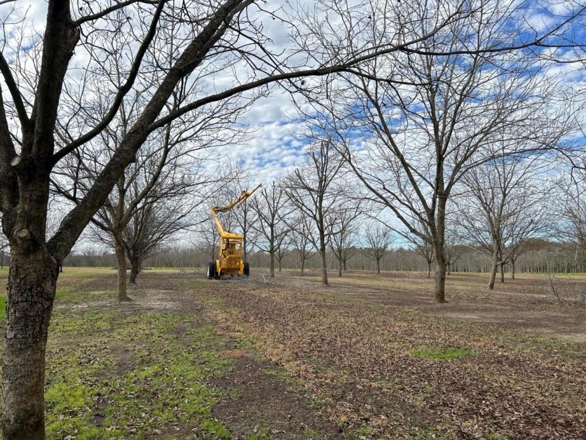 What a Mess: Pecan Tree Hedging More Efficiently Done During Dormant ...
